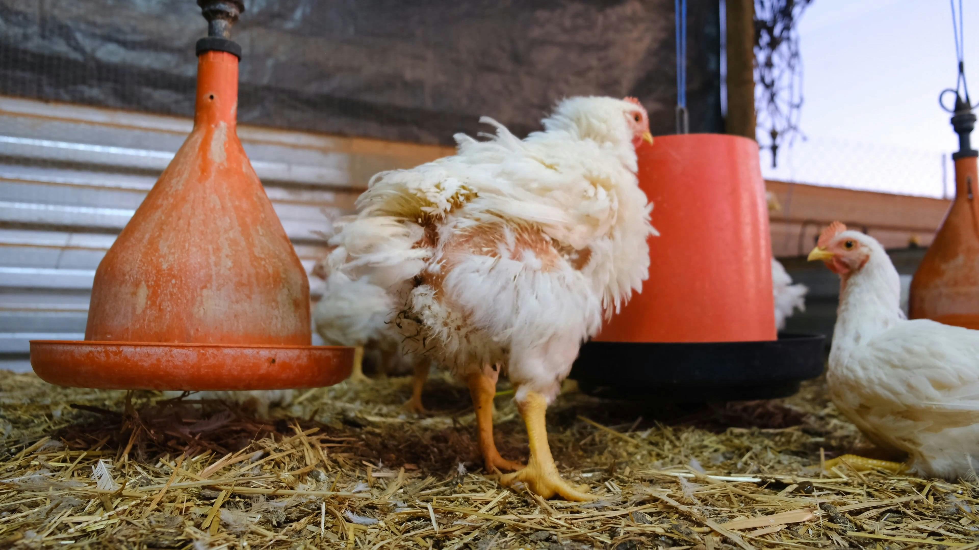 Poultry Farming Of Chickens As Business Free Stock Video Footage ...