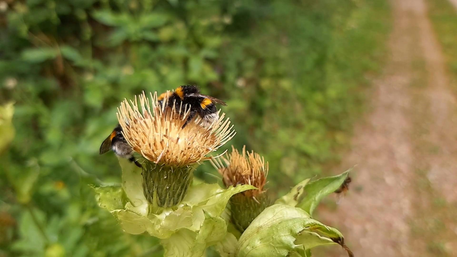 Eat Insects Videos, Download The BEST Free 4k Stock Video Footage & Eat ...