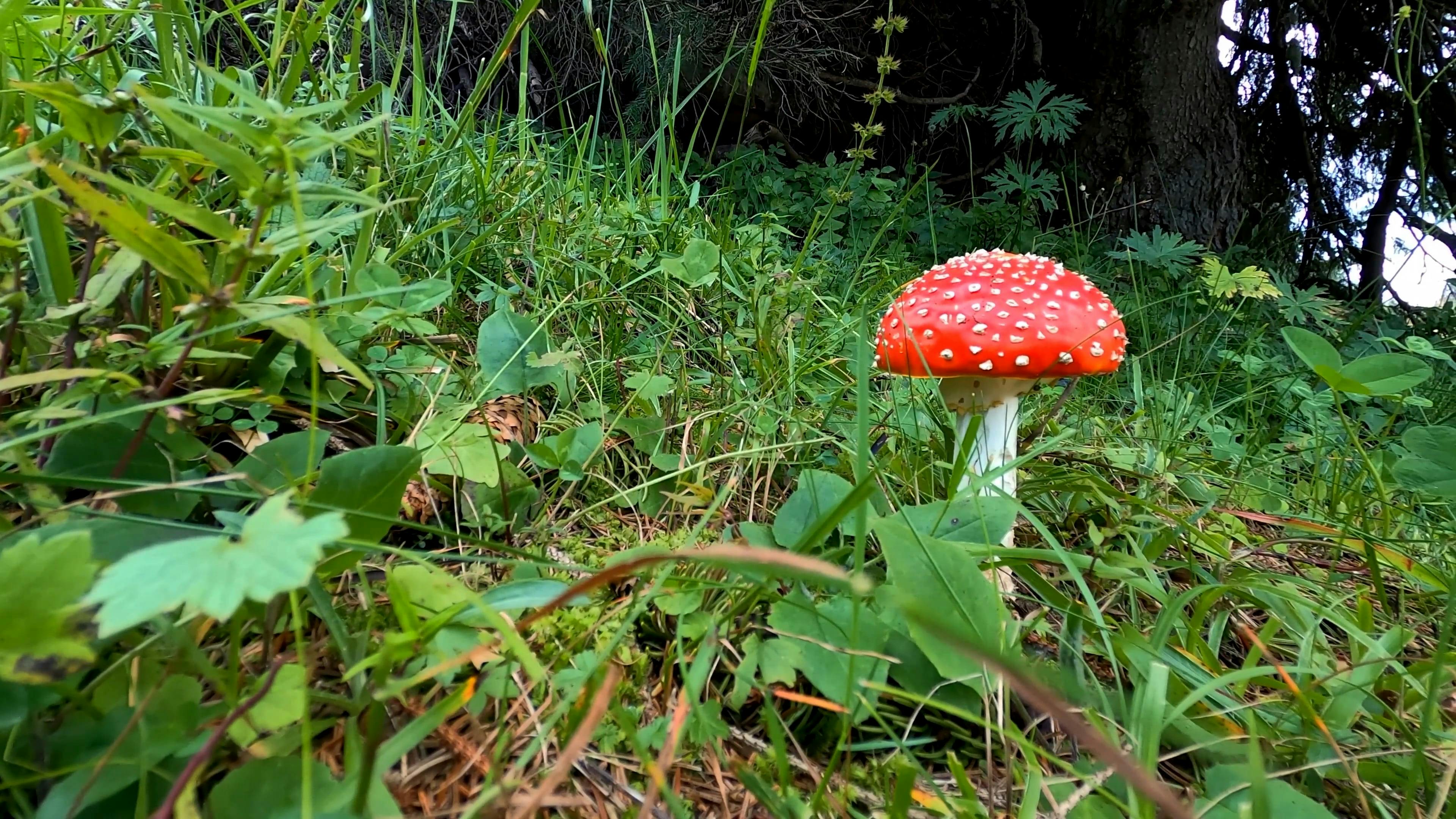 Vídeos de stock gratuitos sobre 4k, al aire libre, amanita muscaria ...