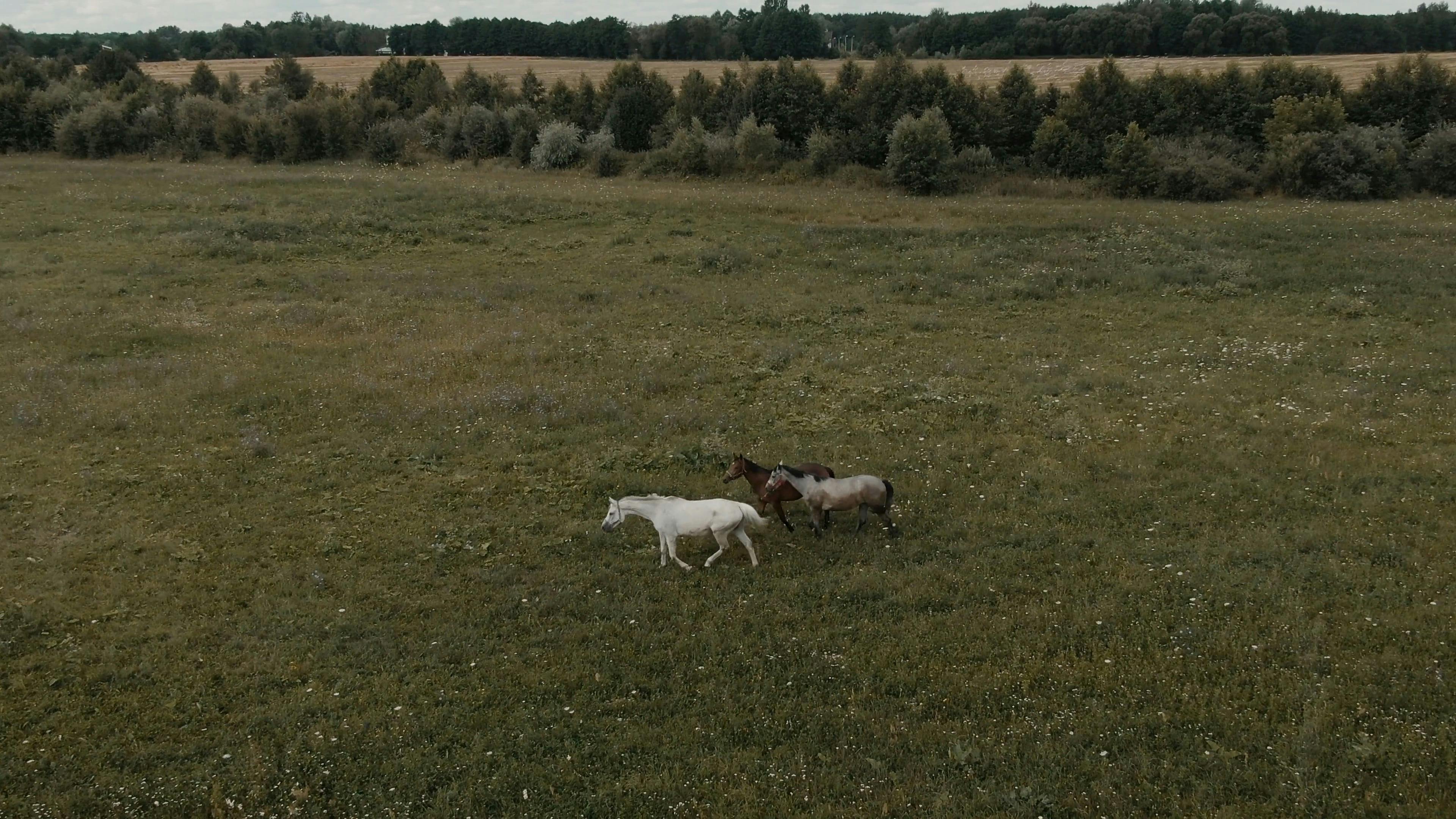Aerial View of Horses Running in Farm · Free Stock Video