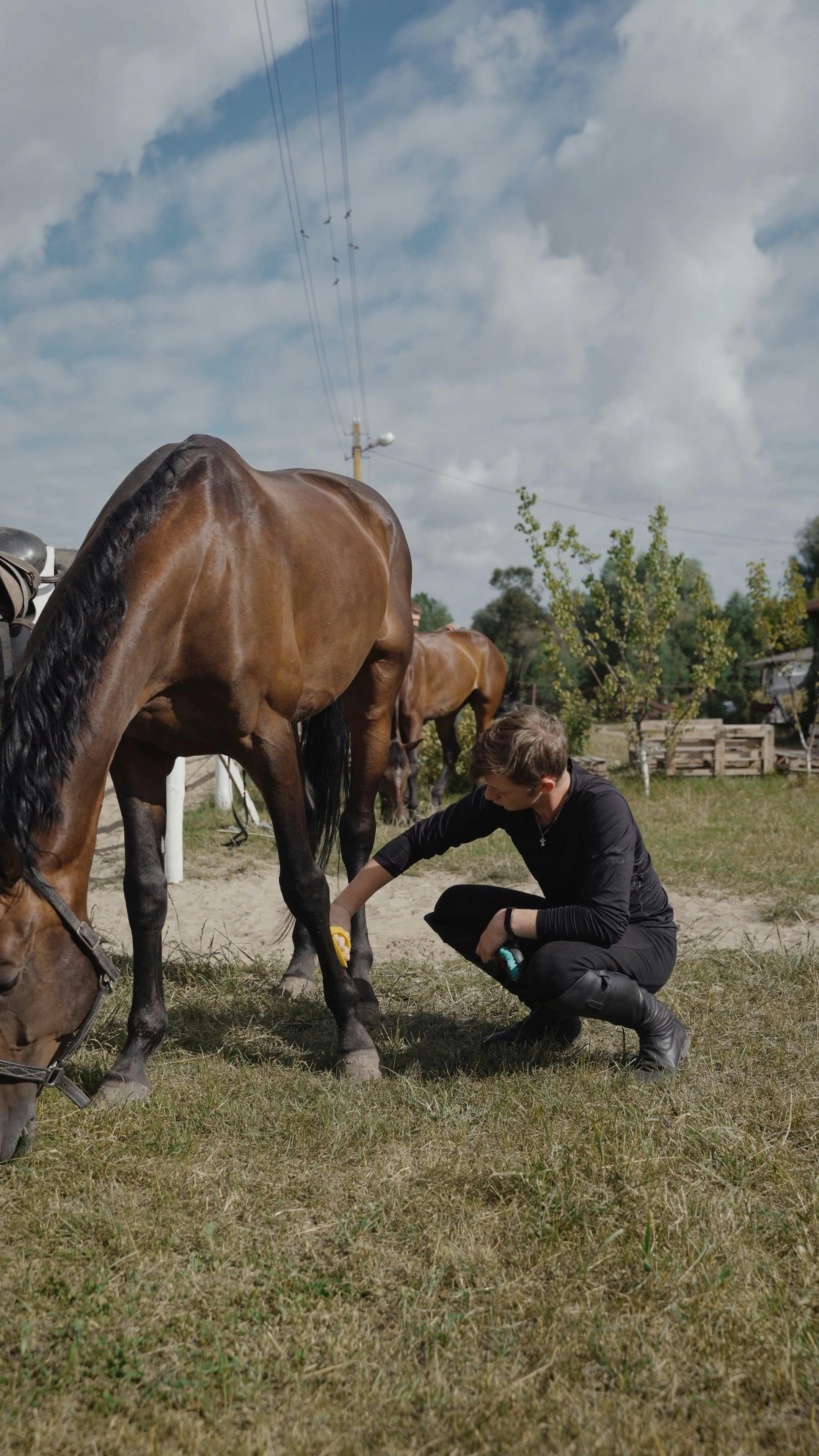 Reining Horse Videos, Download The BEST Free 4k Stock Video Footage ...