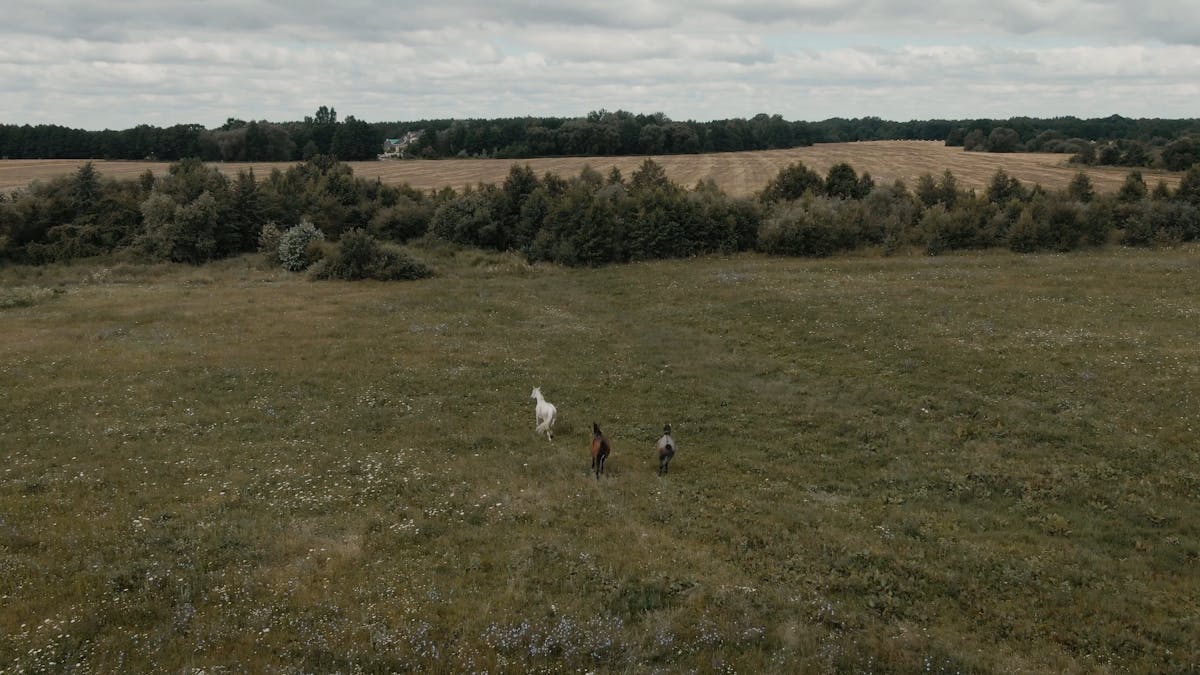 Horses Running Videos, Download The BEST Free 4k Stock Video Footage ...