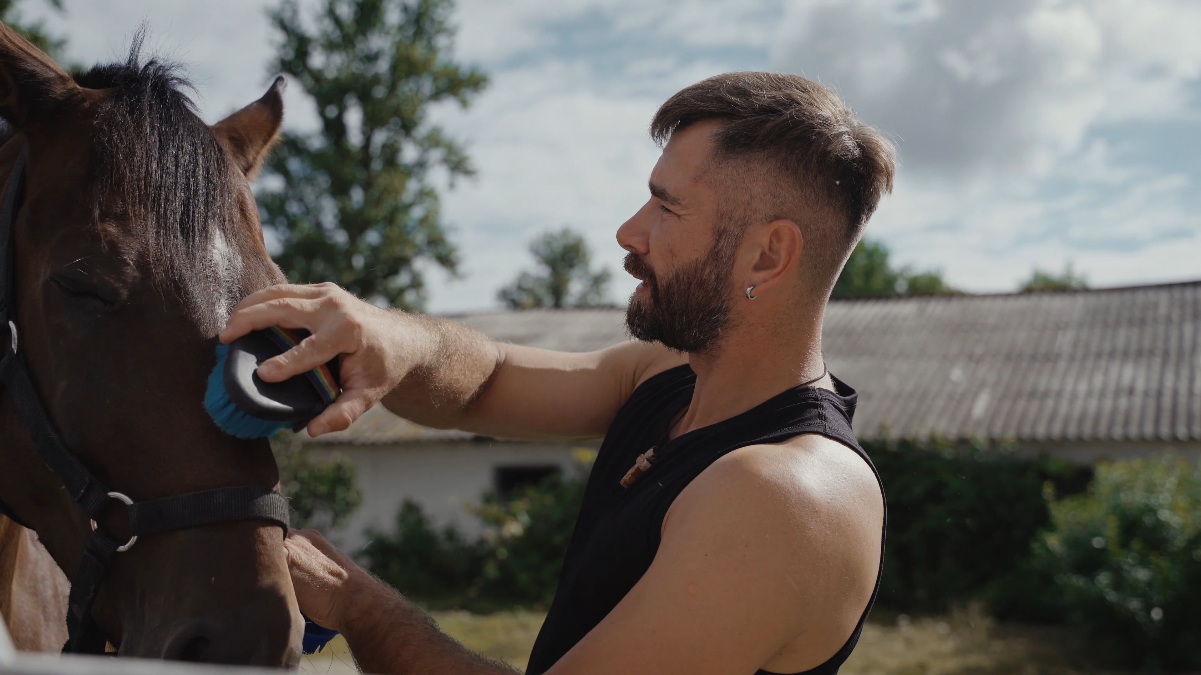 A Male Hostler Caring For A Horse Free Stock Video Footage, Royalty ...