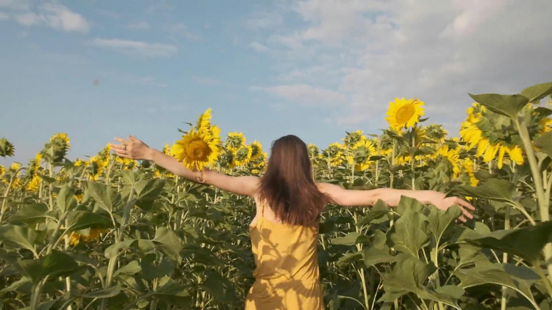 Person Running on the Sunflower Field Free Stock Video Footage, Royalty ...