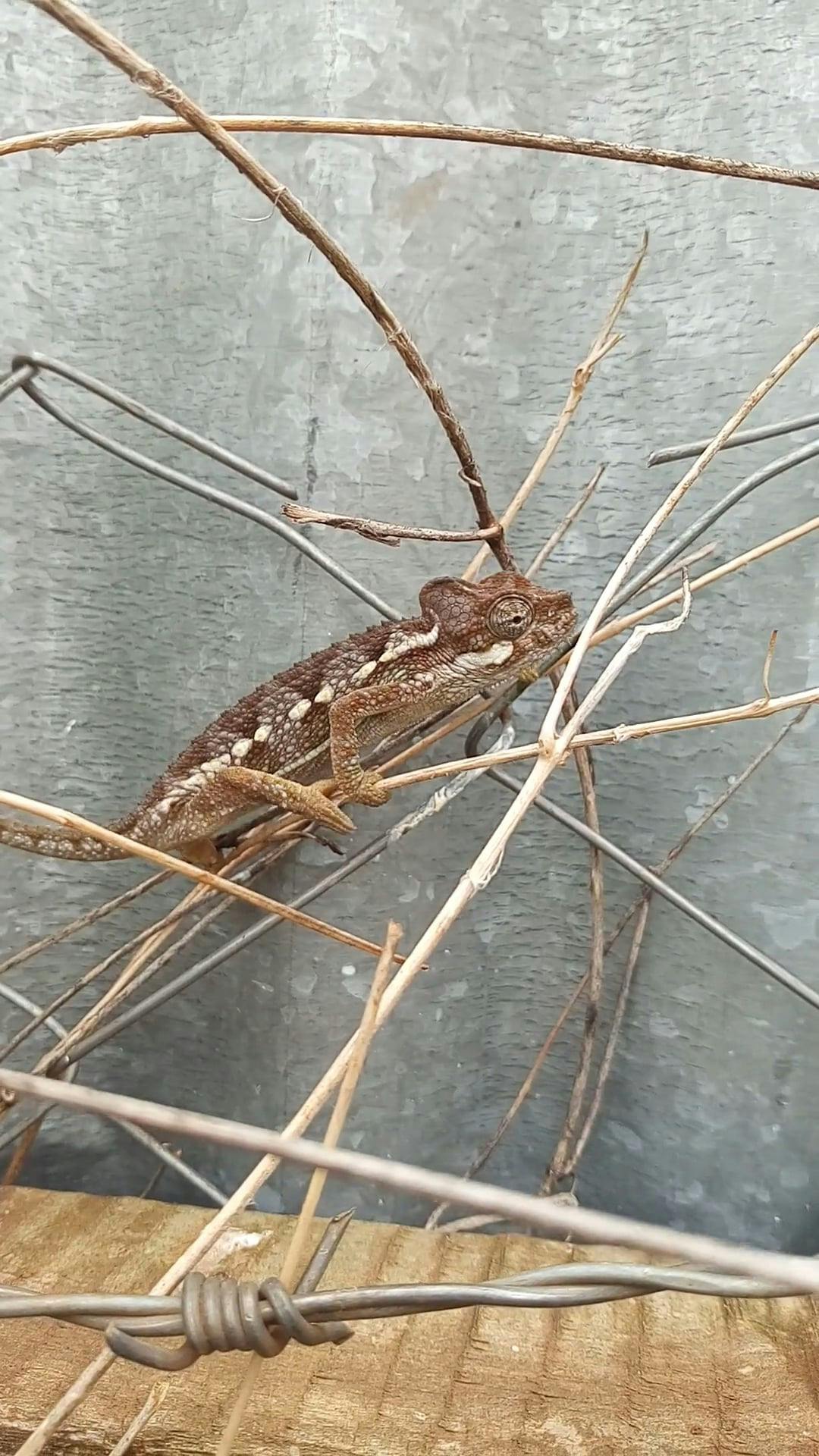 Predator Defense Videos, Download The BEST Free 4k Stock Video Footage ...