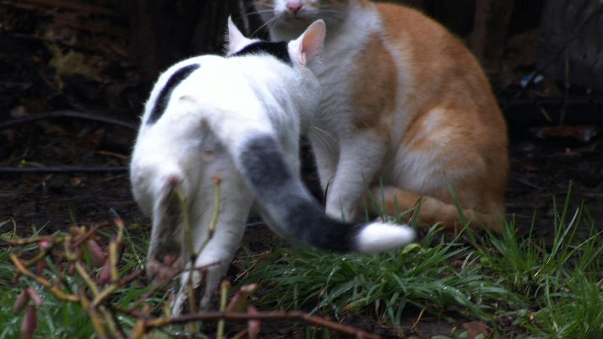 Two Cats in Backyard Free Stock Video Footage, Royalty-Free 4K & HD ...