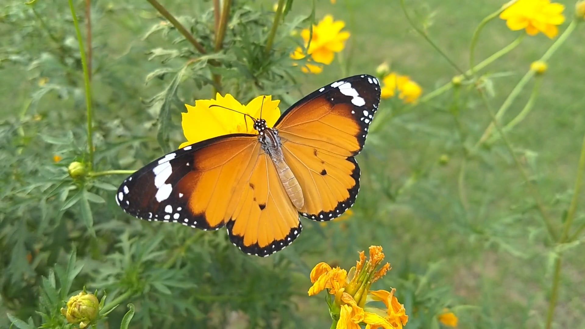 Colorful Butterfly on a Flower · Free Stock Video