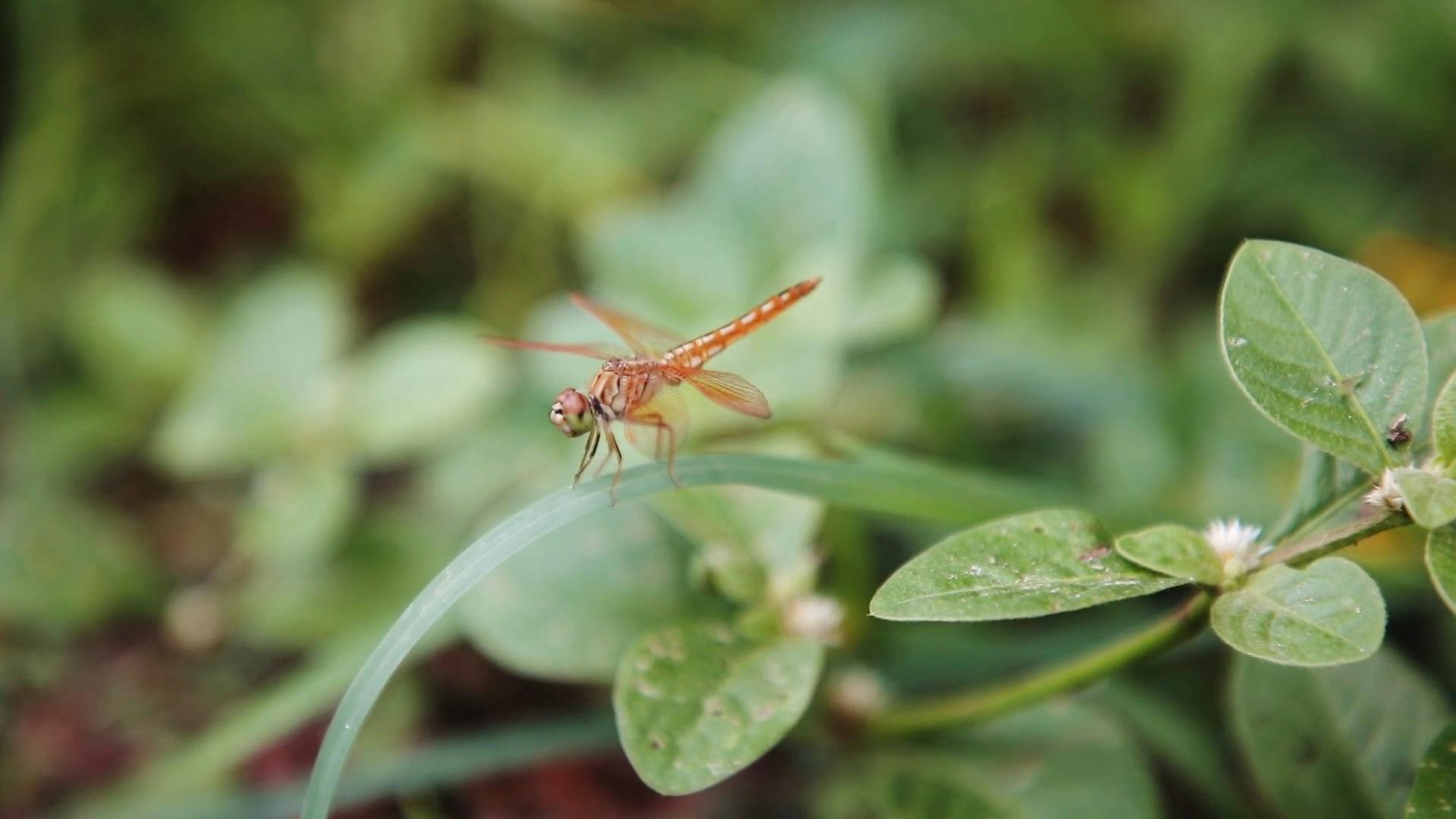 Close View Of A Dragonfly On A Leaf Free Stock Video Footage, Royalty ...