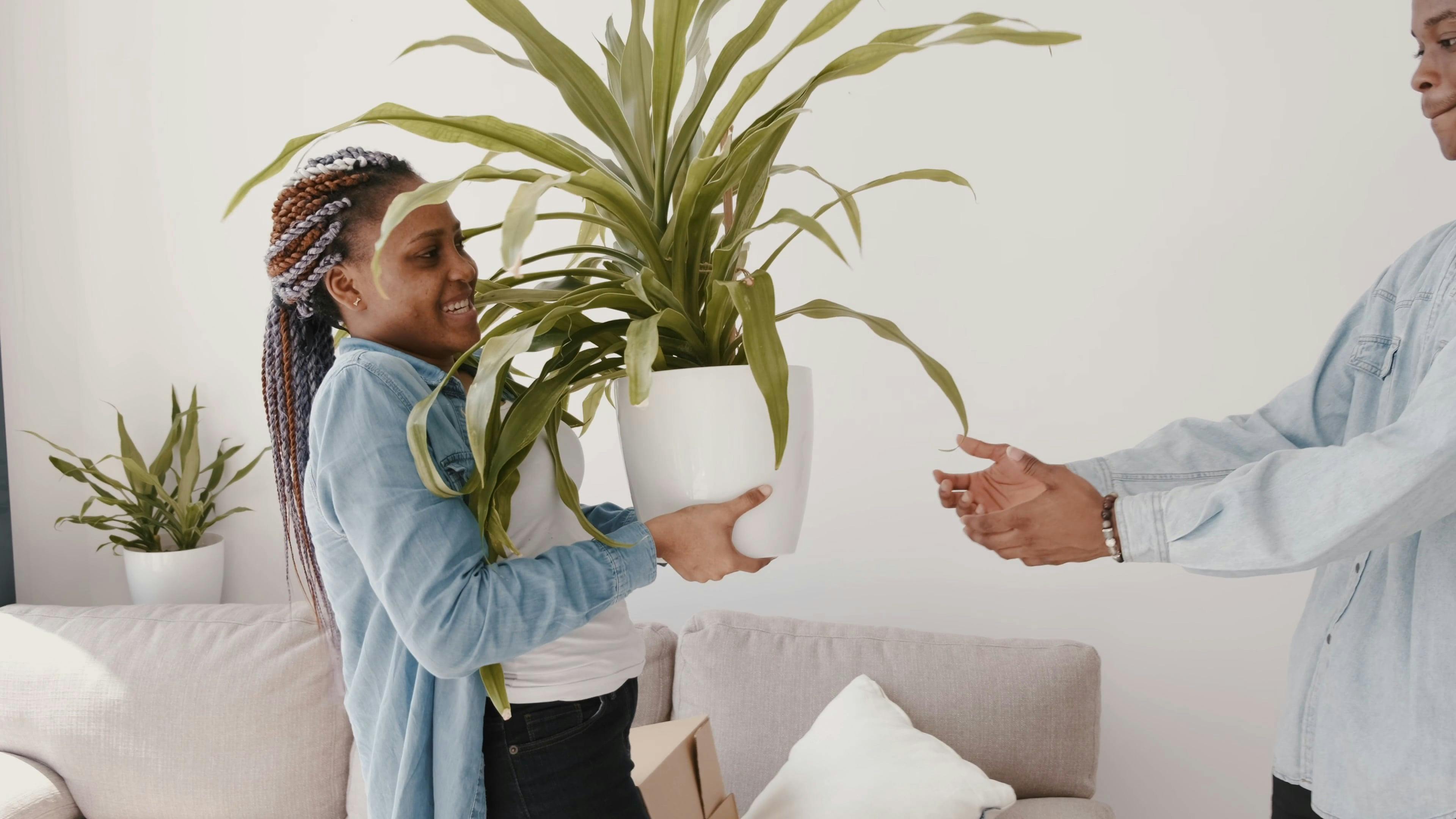 Woman Handover Indoor Plant to a Guy Free Stock Video Footage, Royalty ...