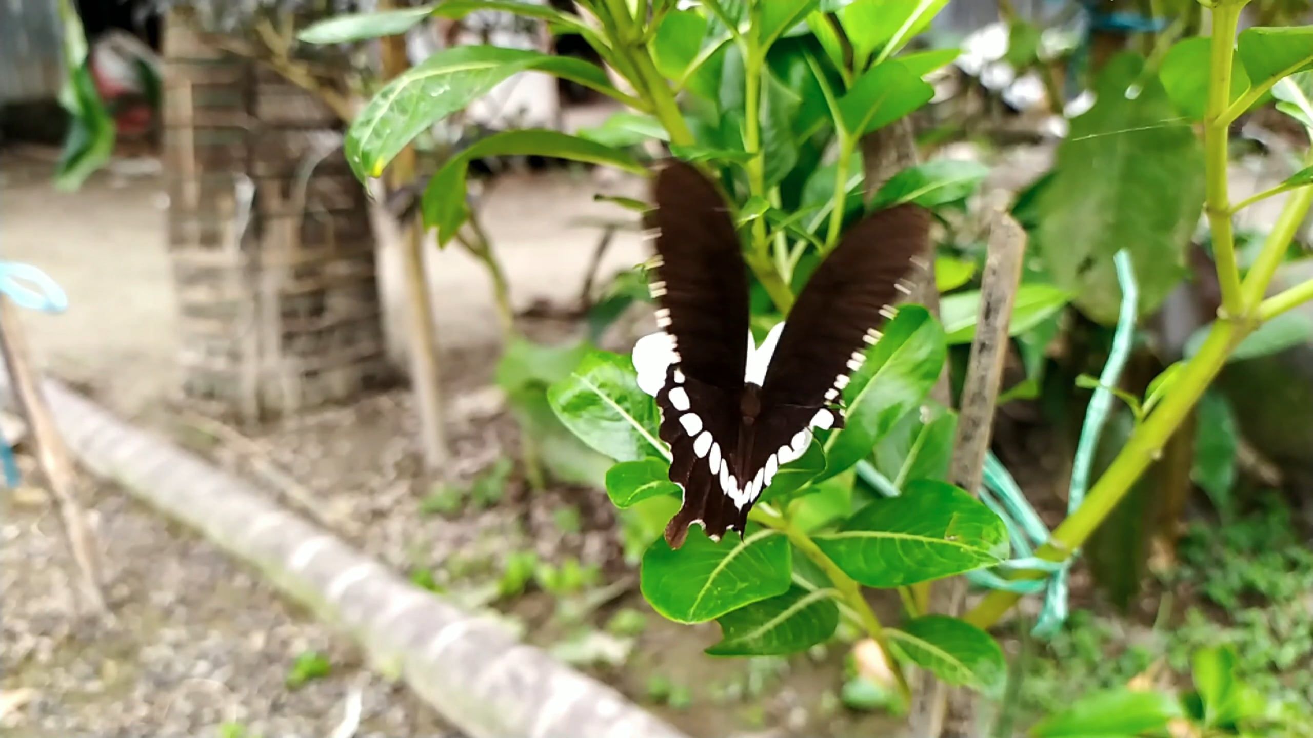 Butterfly Flapping Wings Videos, Download The BEST Free 4k Stock Video ...