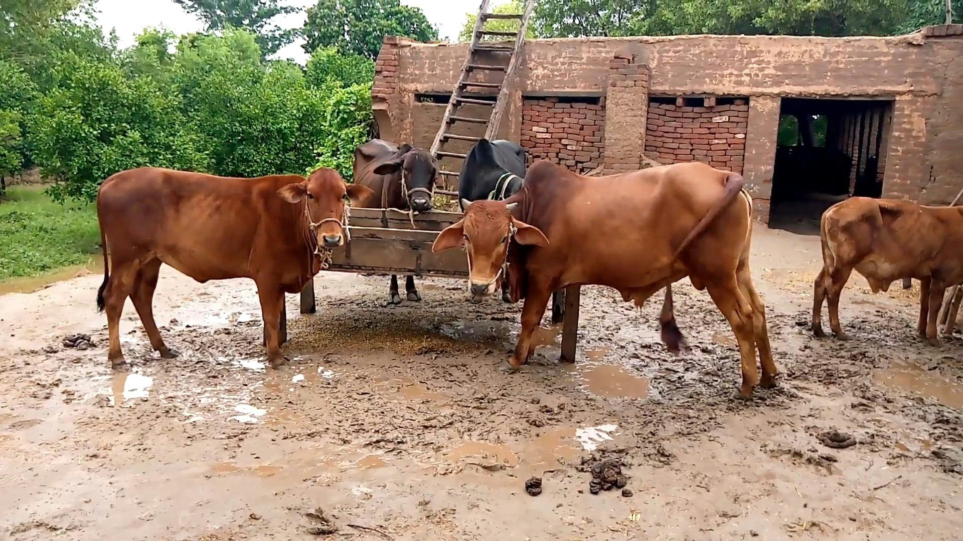 Cows Feeding On Hays In A Ranch Free Stock Video Footage, Royalty-Free ...