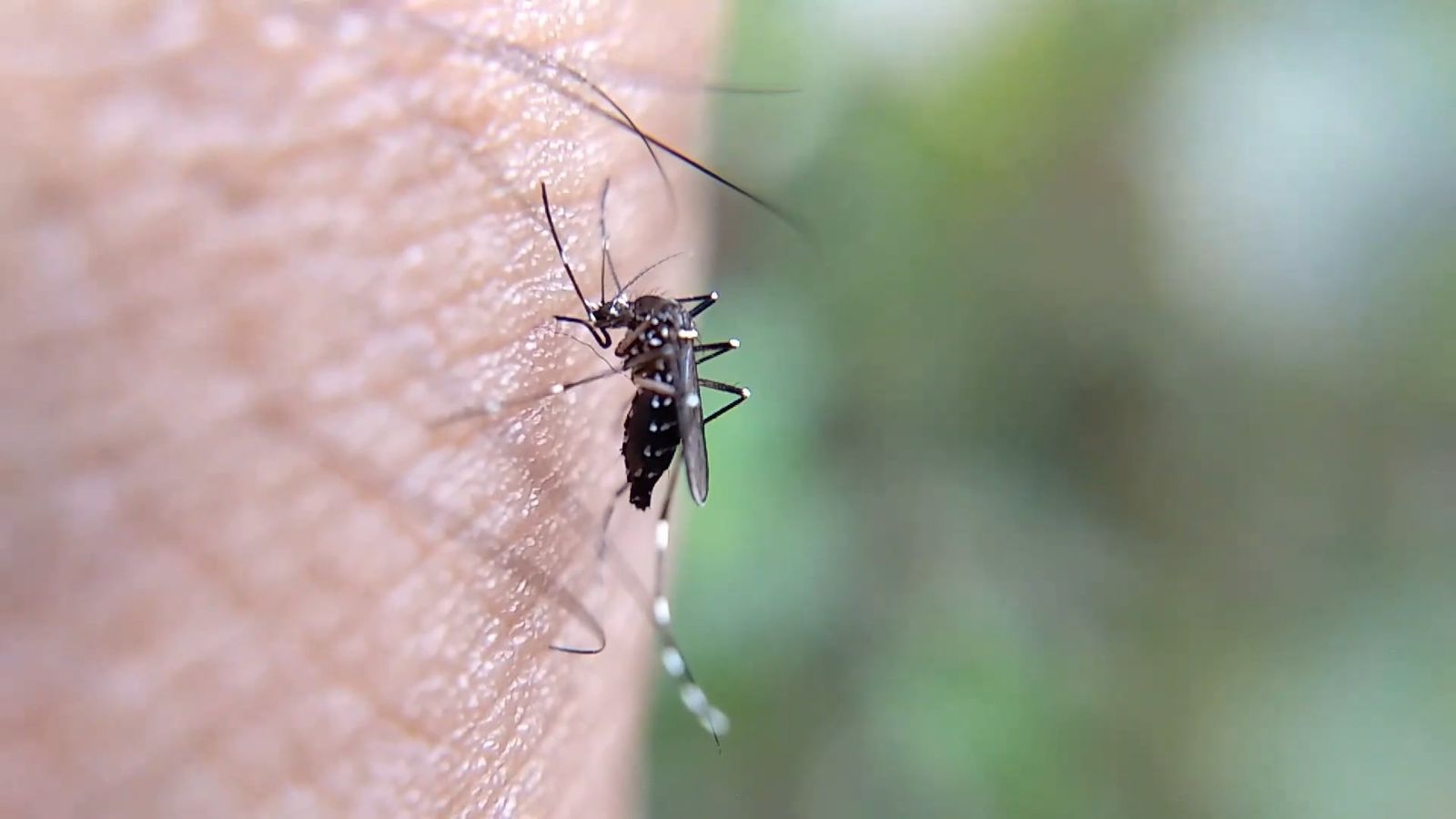 Mosquito Videos, Download The BEST Free 4k Stock Video Footage ...