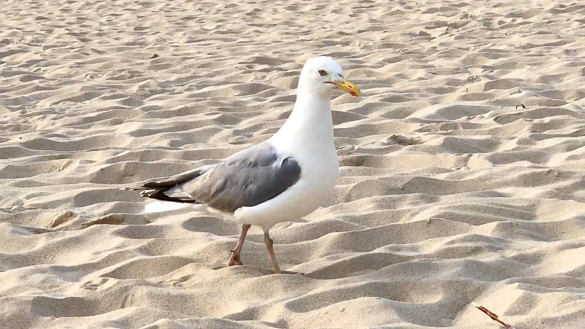 Stranded Ocean Videos, Download The BEST Free 4k Stock Video Footage ...