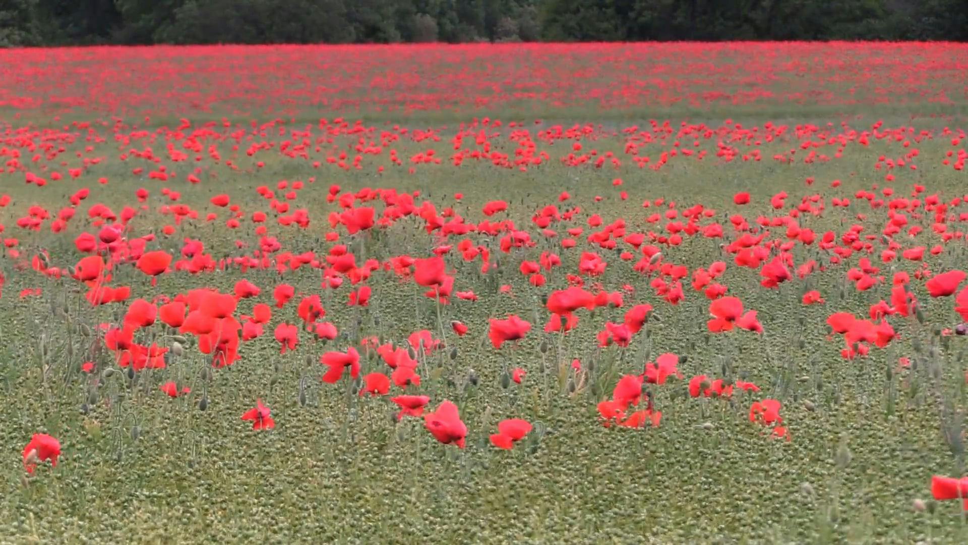 Girl Walking in Between Red Poppy Flower Field · Free Stock Video