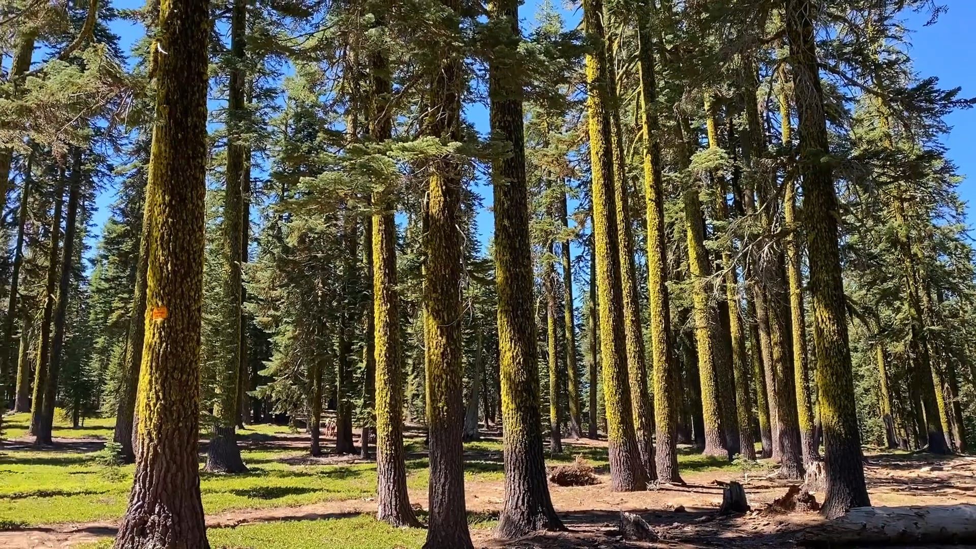 Video gratuito di alberi, bosco, calmo