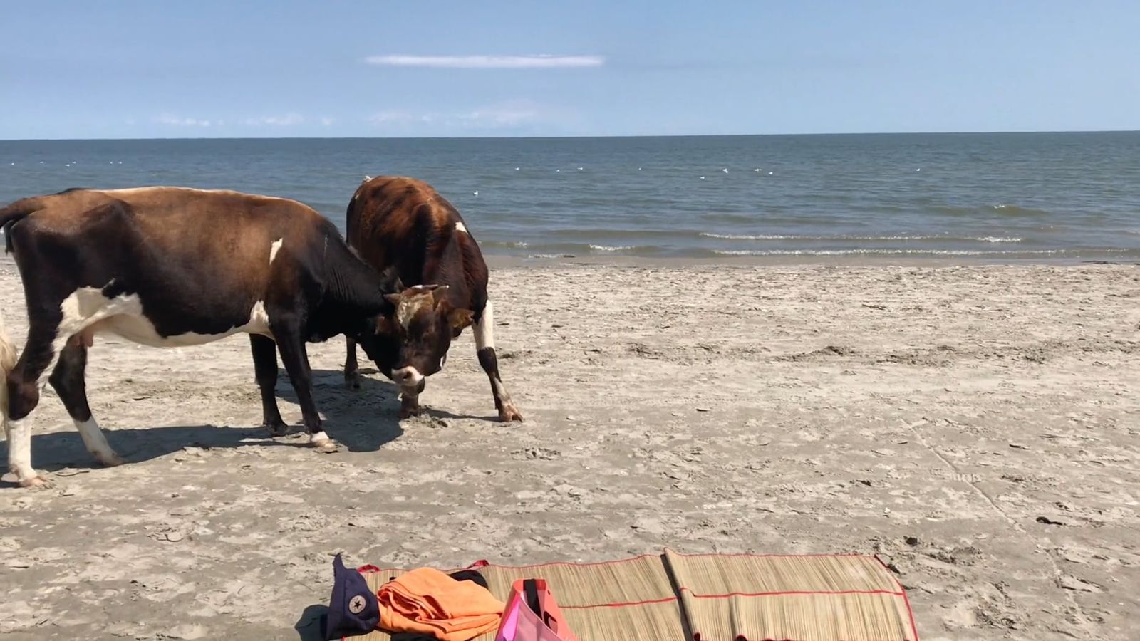 Beach Cows Videos, Download The BEST Free 4k Stock Video Footage ...