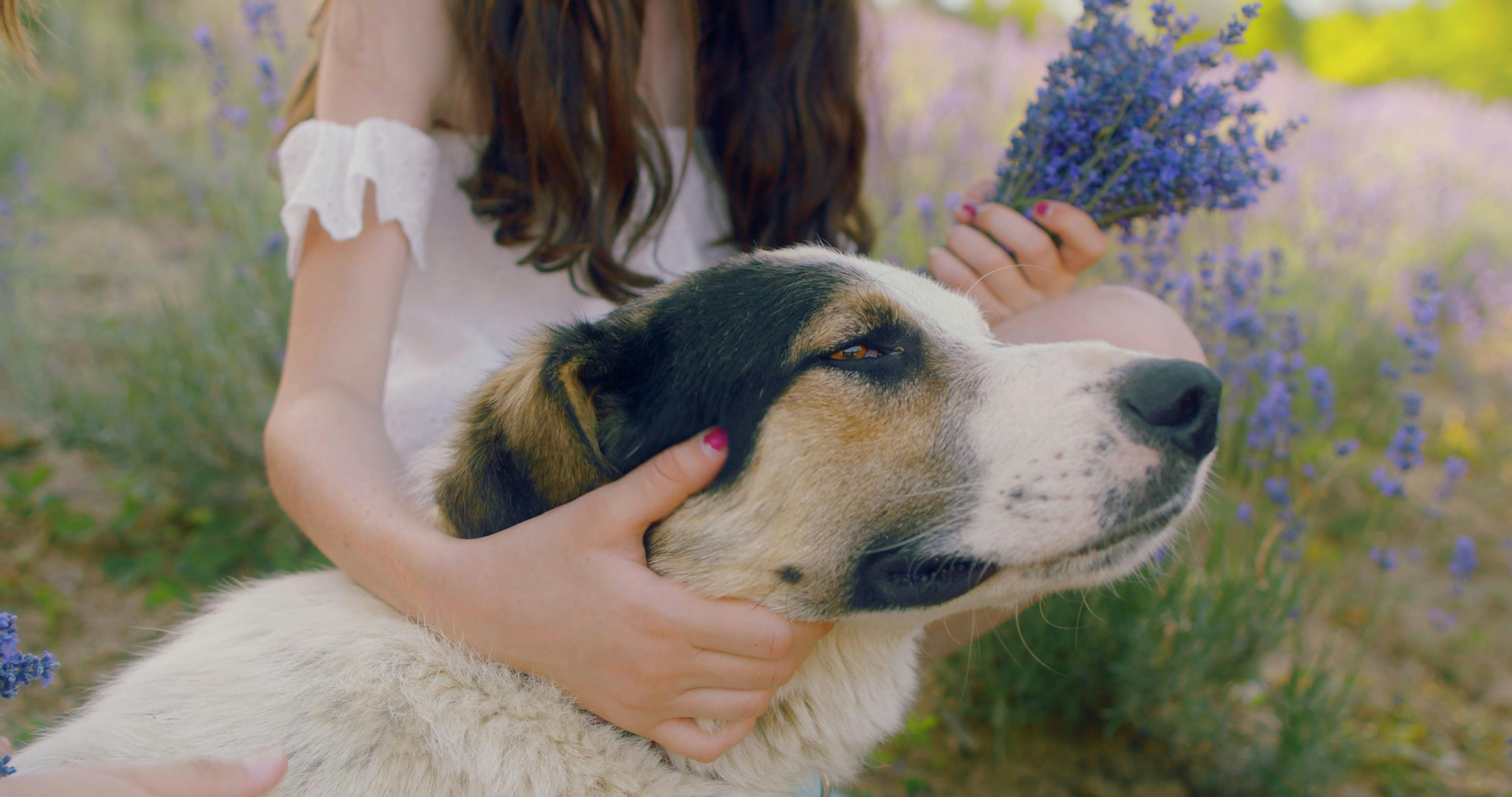 Dog Aromatherapy Videos, Download The BEST Free 4k Stock Video Footage ...