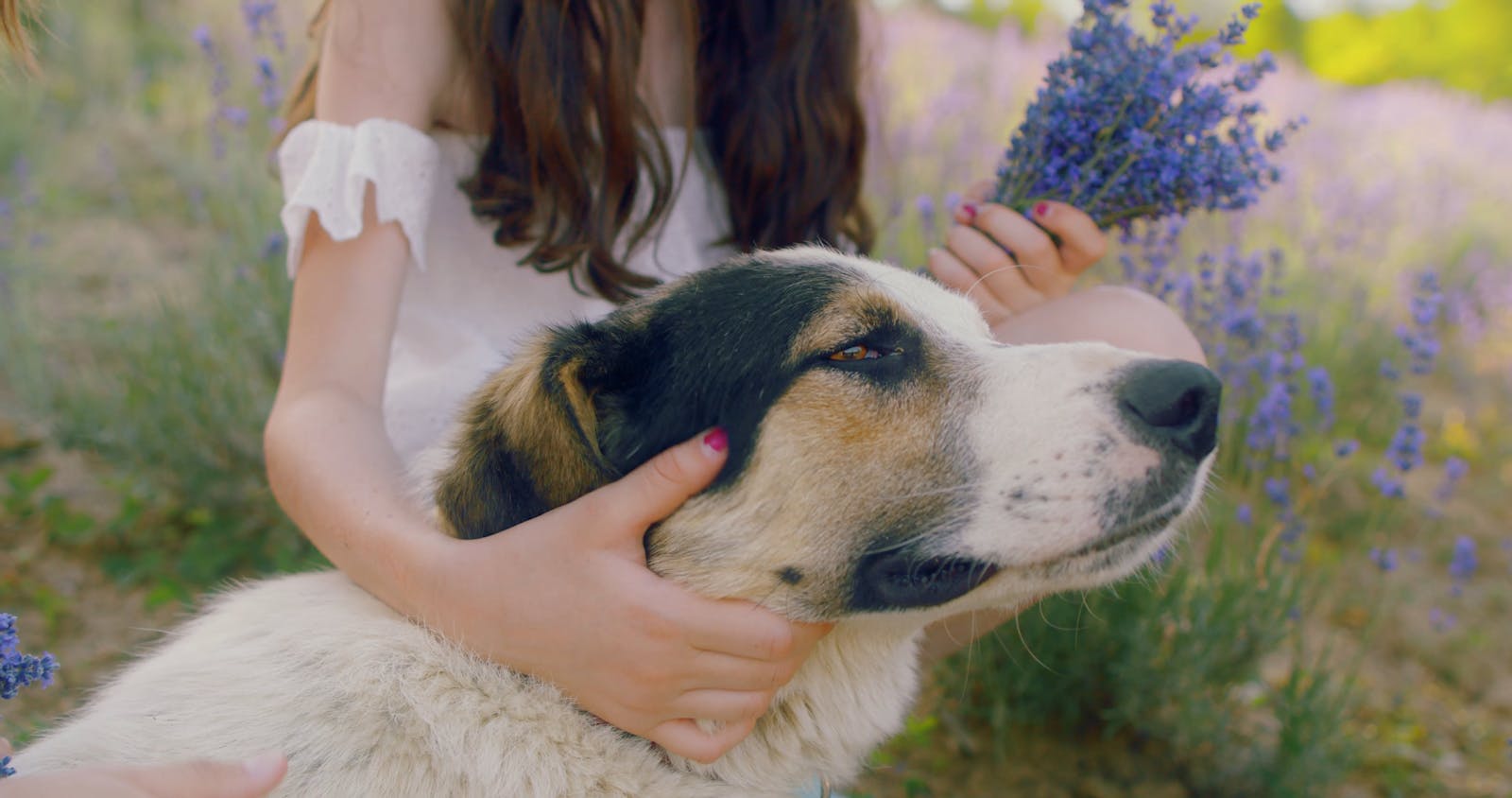 Girl With Dog Videos, Download The BEST Free 4k Stock Video Footage ...