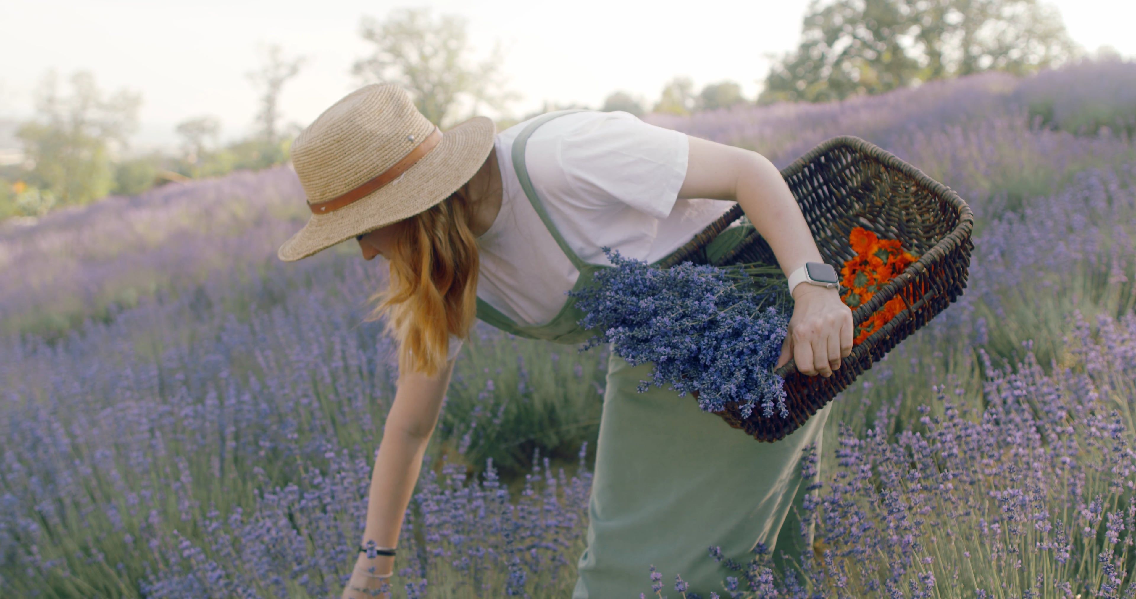 Woman Picking Lavender Flowers Free Stock Video Footage, Royalty-Free ...