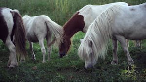 Horses Videos, Download The BEST Free 4k Stock Video Footage & Horses ...