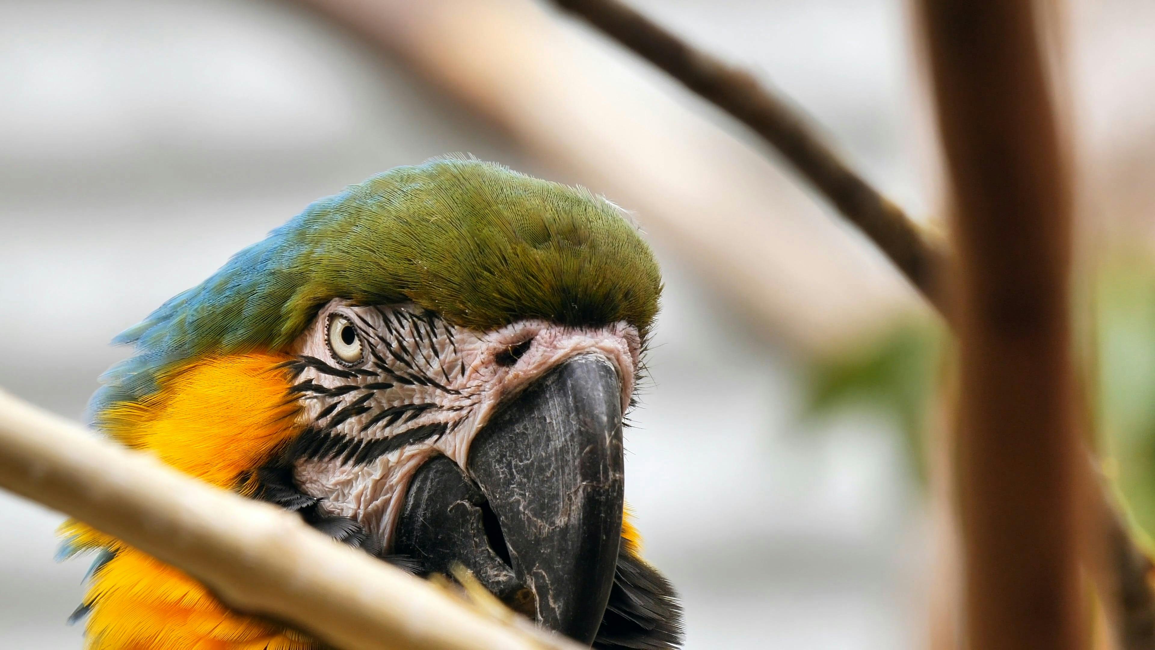 Close Up Shot of a Parrot Free Stock Video Footage, Royalty-Free 4K ...
