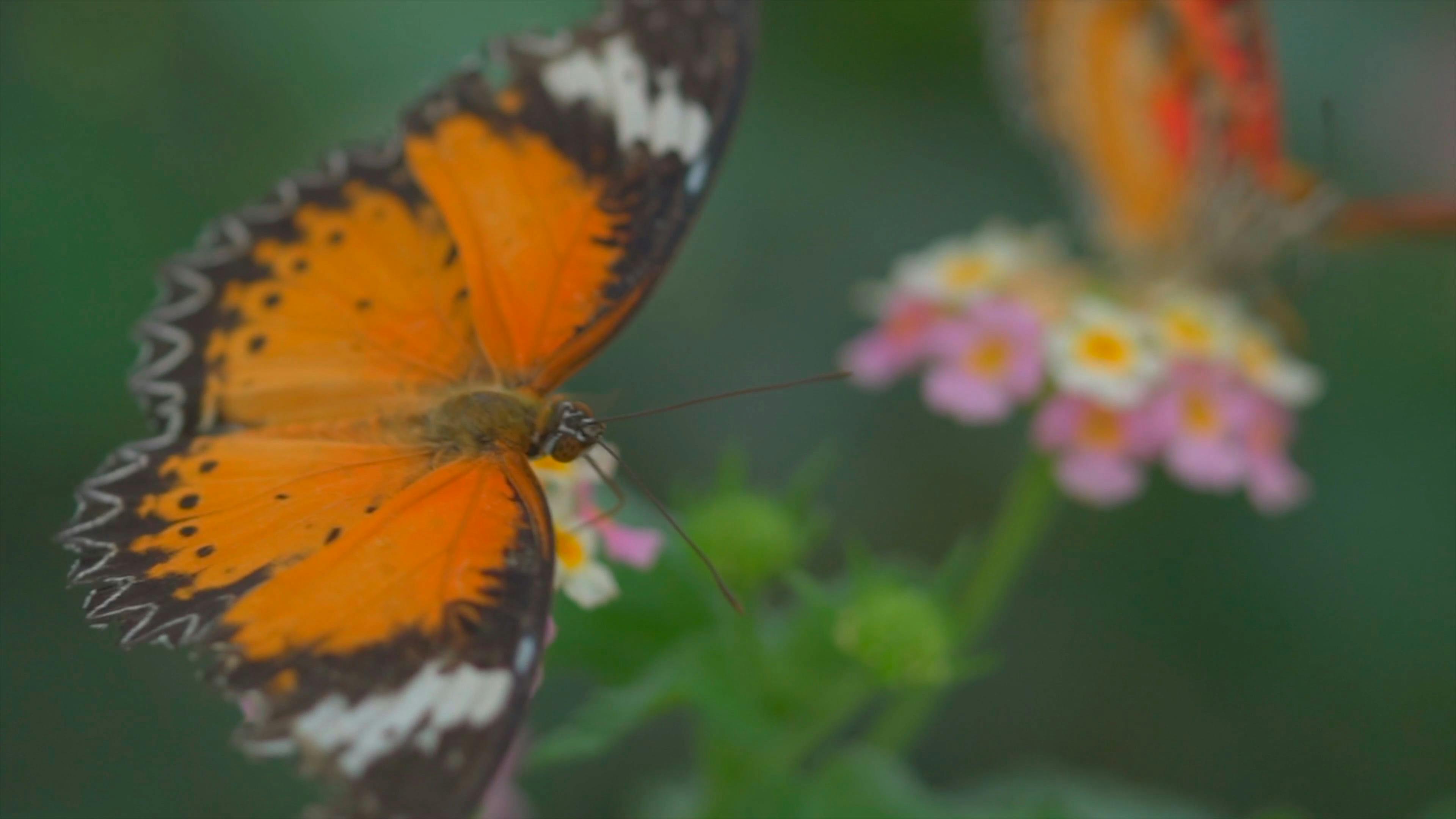 Bio Nectar Videos, Download The BEST Free 4k Stock Video Footage & Bio ...