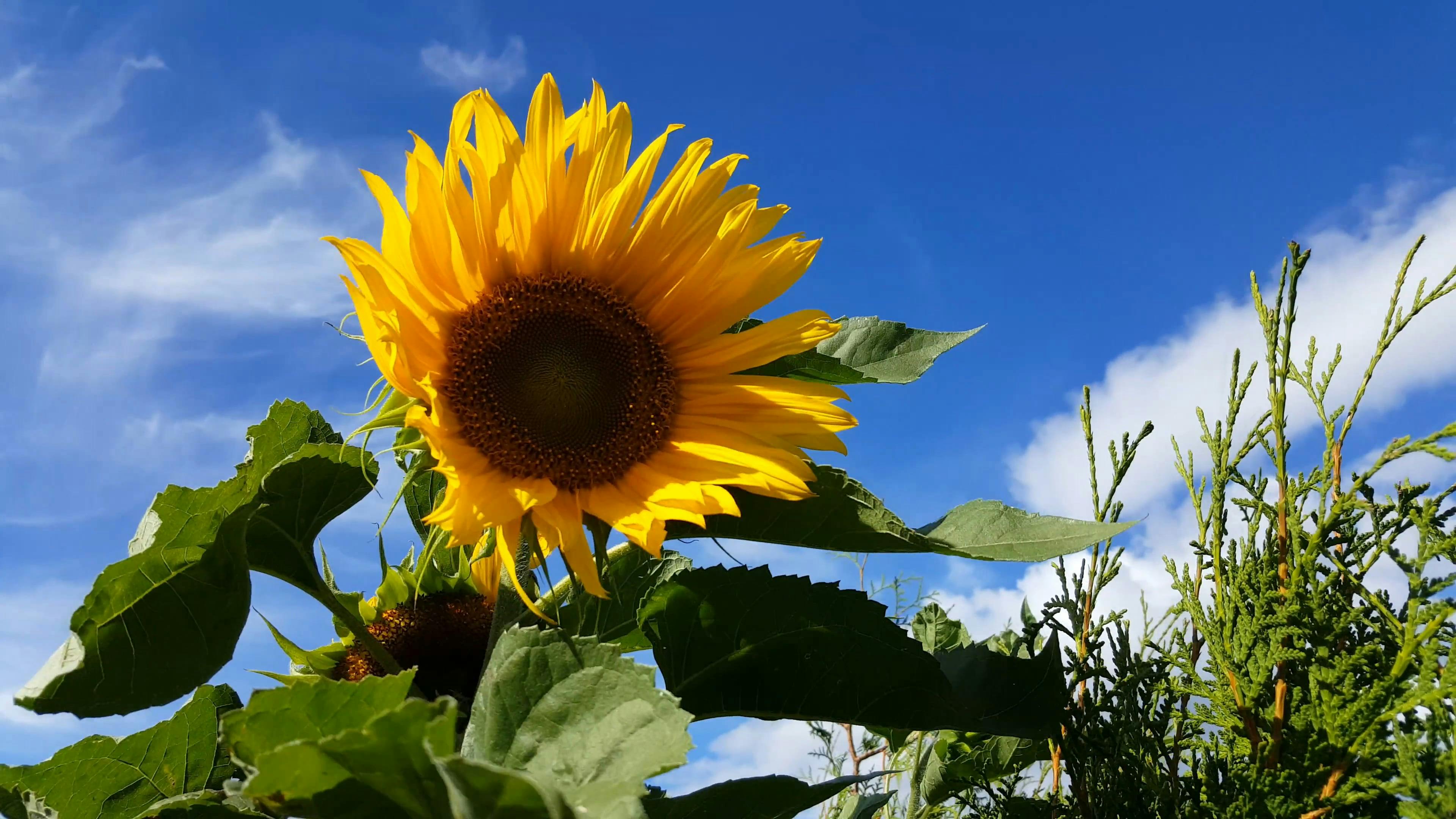 Yellow Flowers During Windy Season Free Stock Video Footage, Royalty ...