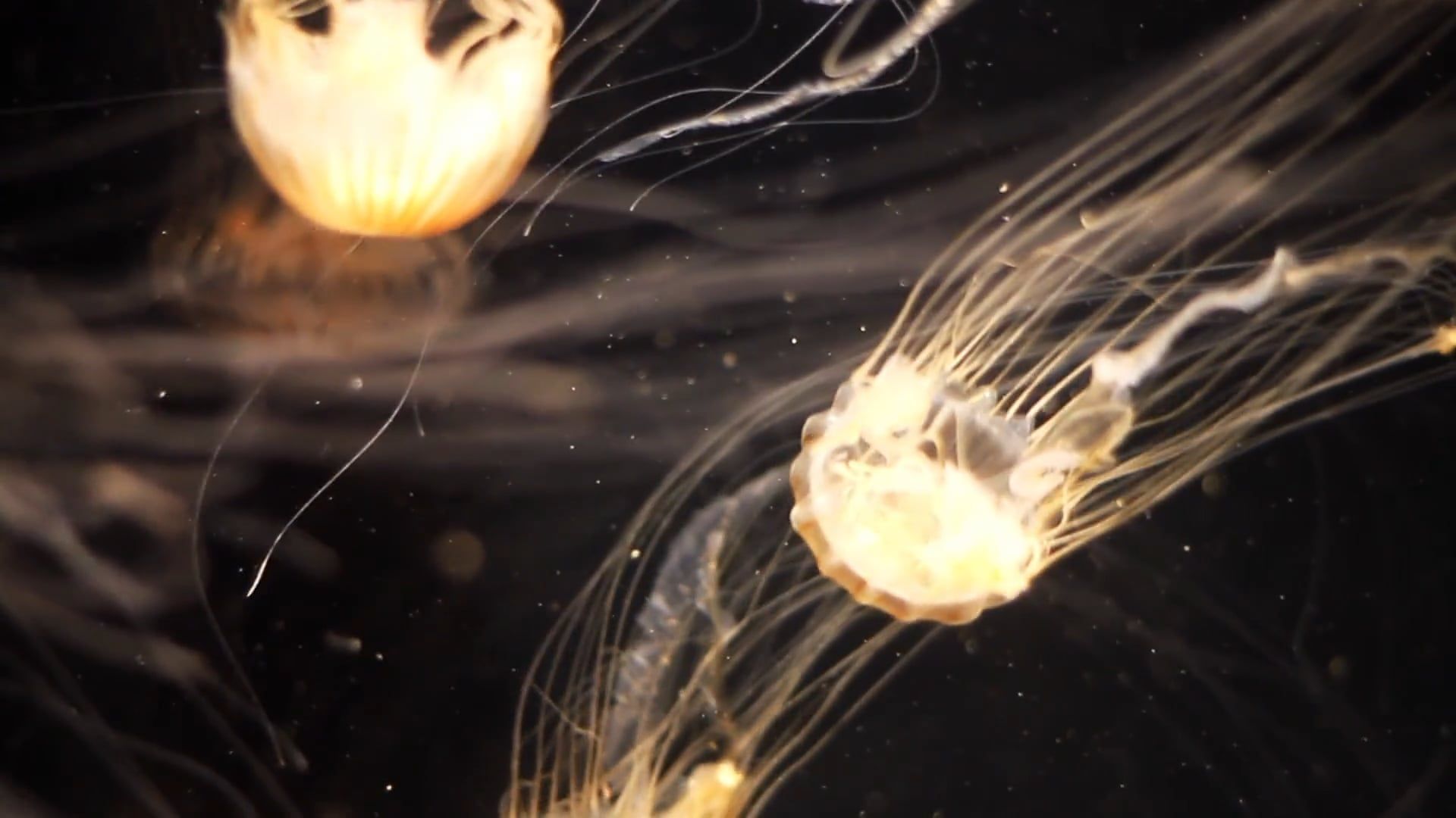 Box Jelly Fish Videos, Download The BEST Free 4k Stock Video Footage ...