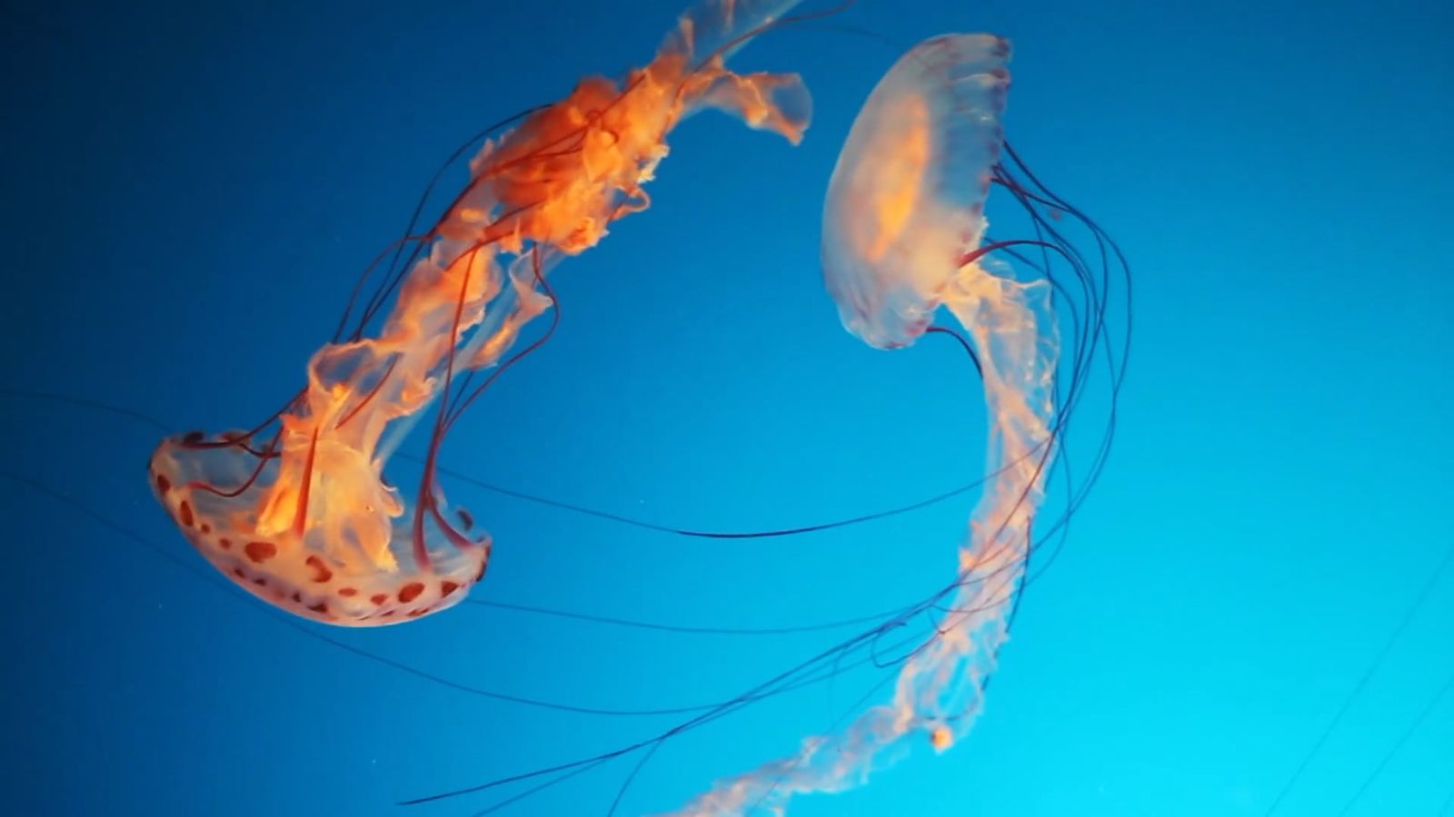 Jellyfish Videos, Download The BEST Free 4k Stock Video Footage ...