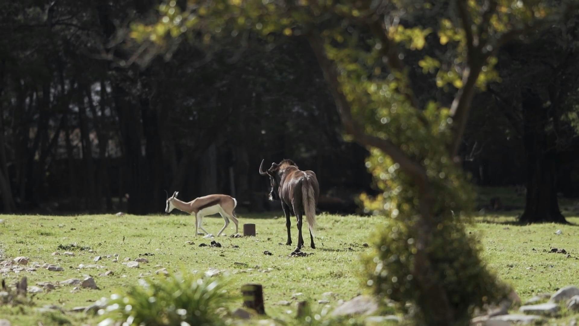 Wild Animals in the Meadows Free Stock Video Footage, Royalty-Free 4K ...
