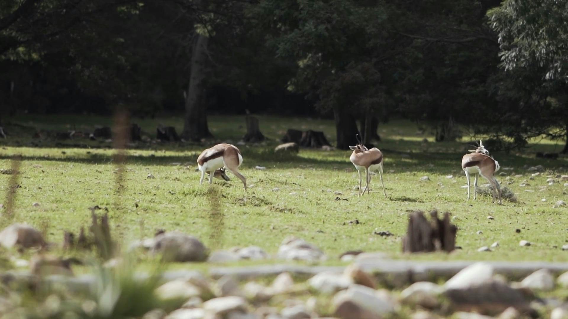 Springbok Videos, Download The BEST Free 4k Stock Video Footage ...