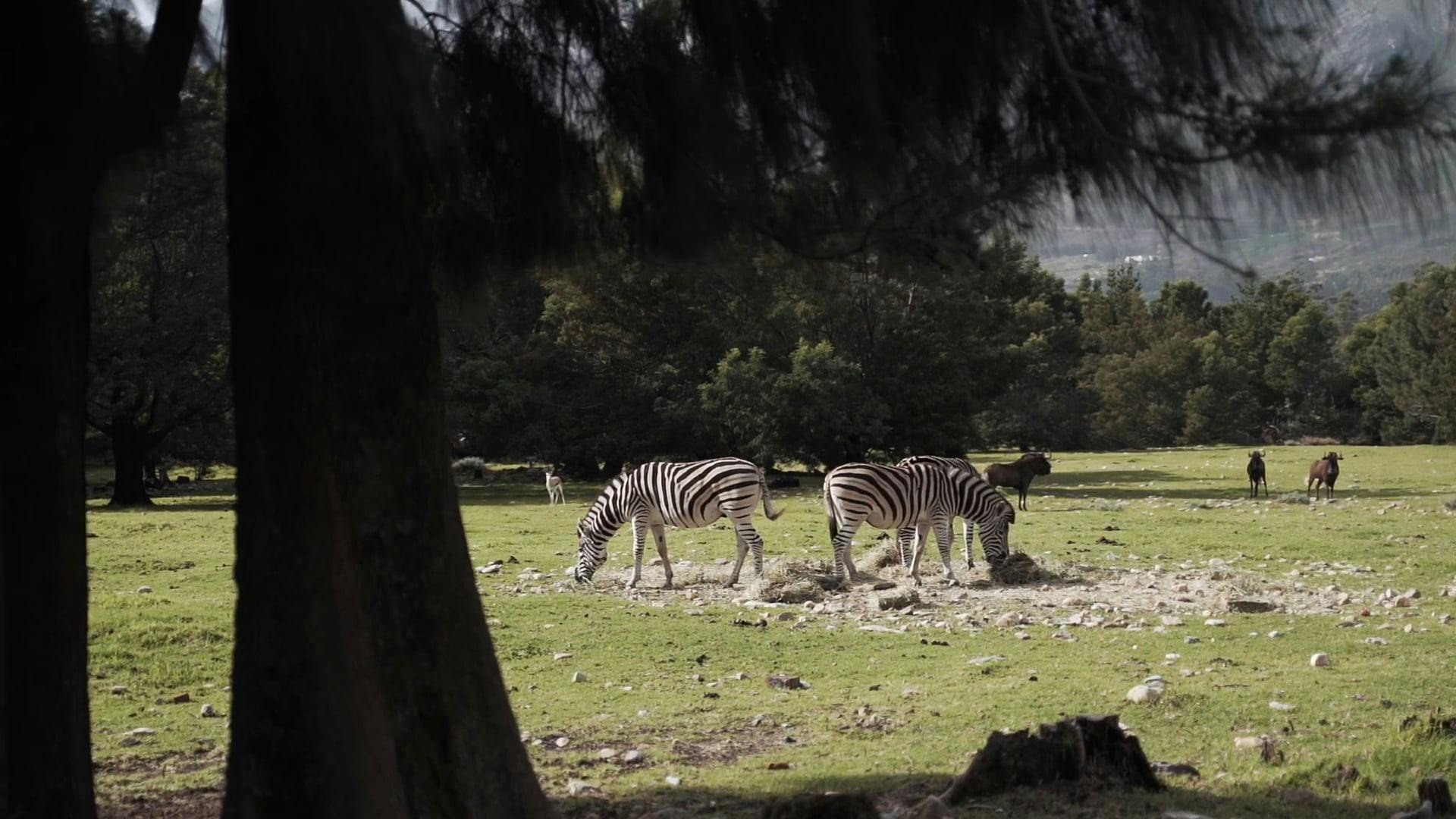 Bushveld Background Videos, Download The BEST Free 4k Stock Video ...