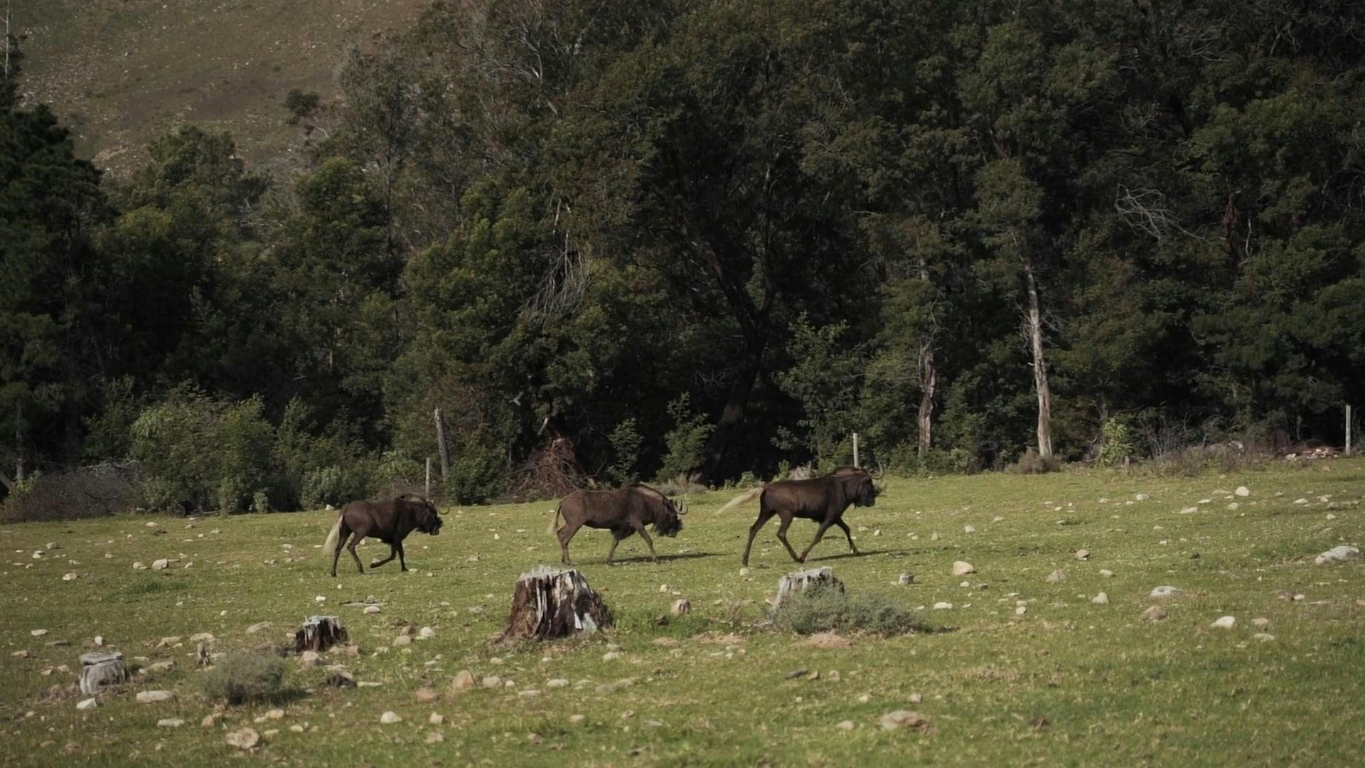 Wild Animals Running · Free Stock Video