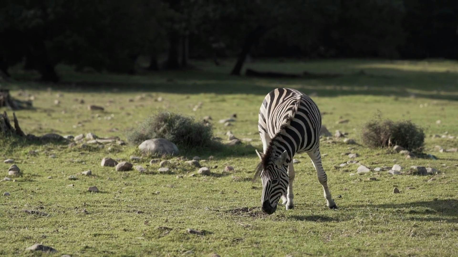 Vidéo gratuite de afrique, animal, animaux, animaux rayés, animaux ...
