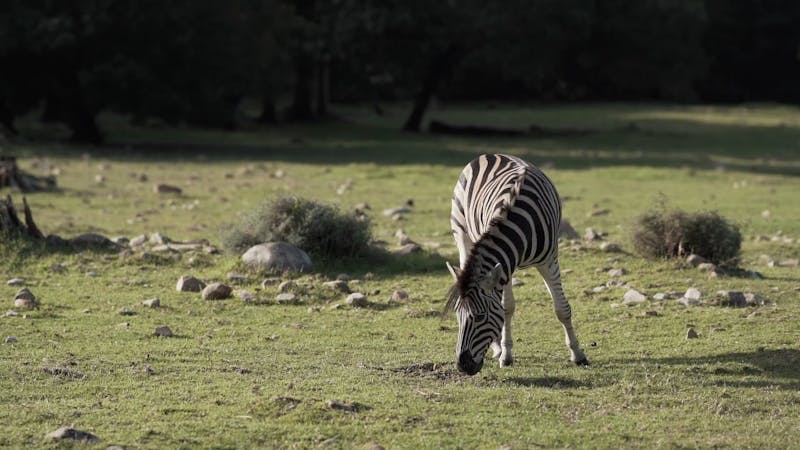 30,000+ Best African Wildlife Videos · 100% Free Download · Pexels ...