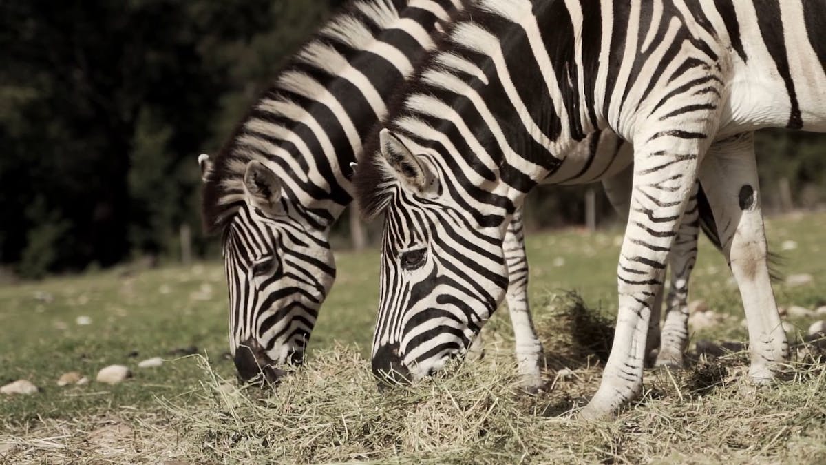 Animals Eating Videos, Download The BEST Free 4k Stock Video Footage ...