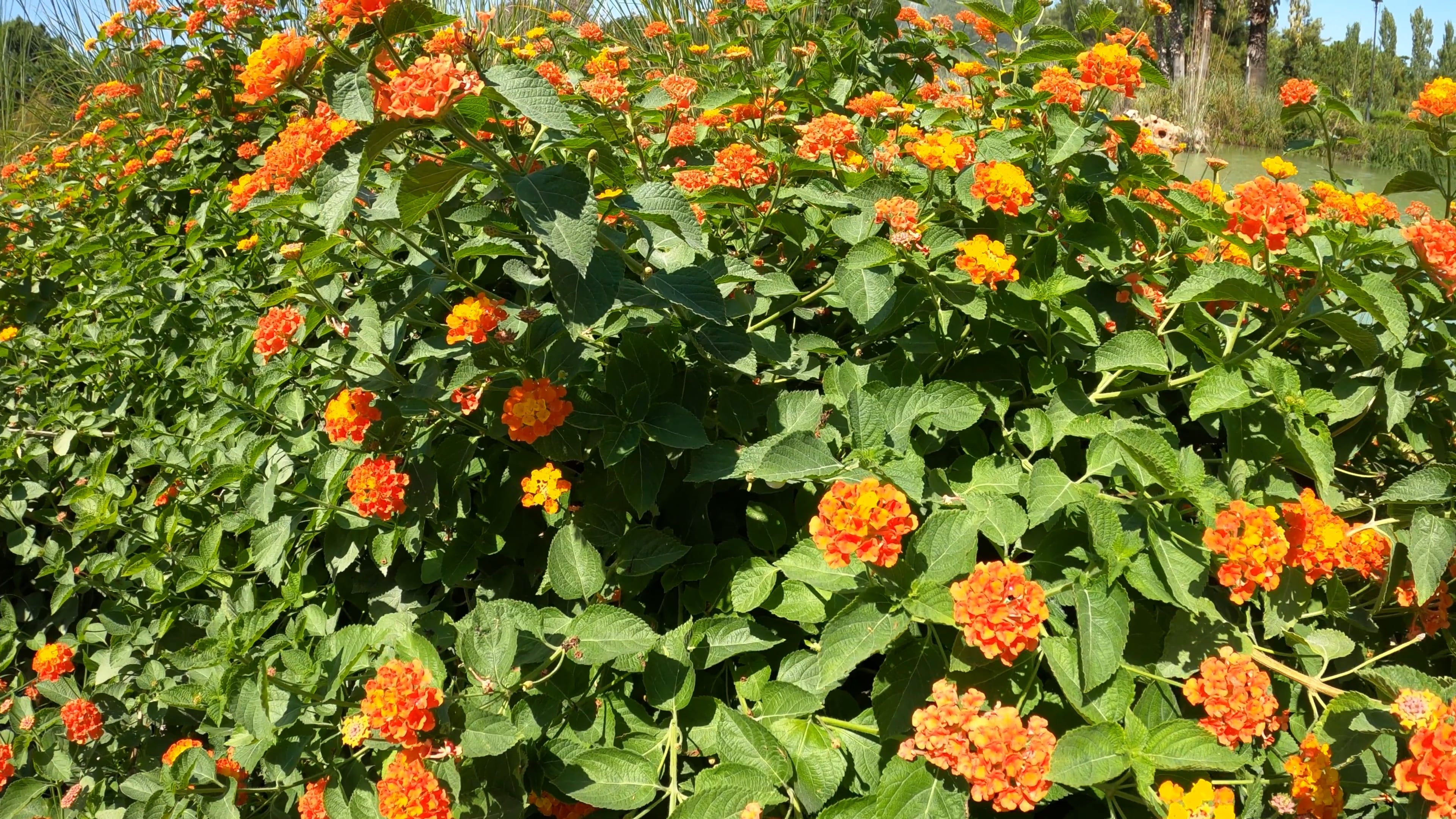 The Blooming Flowers of the Marmalade Bush Free Stock Video Footage ...