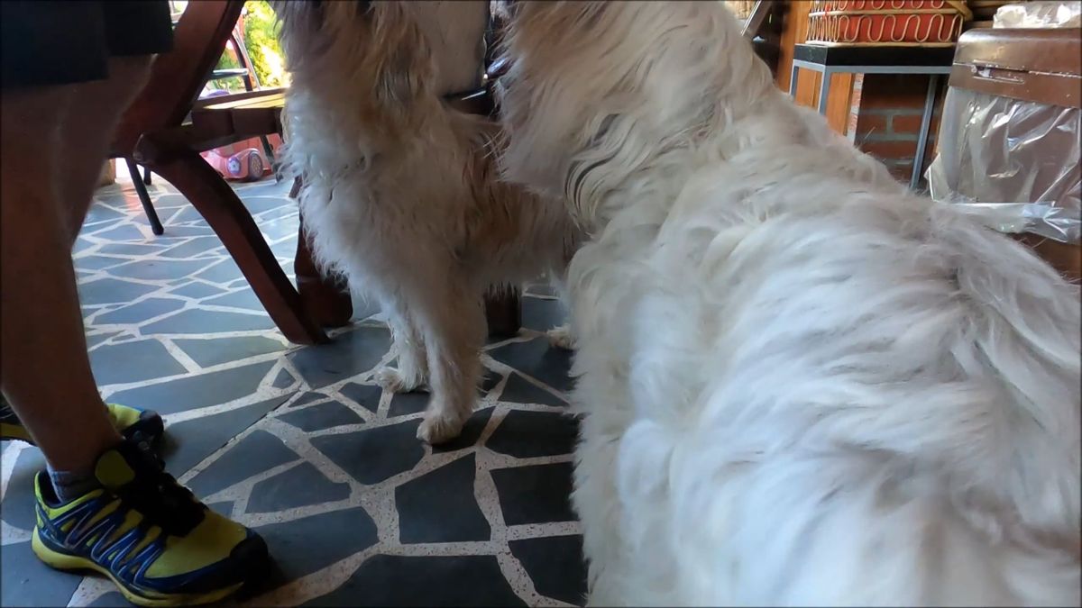 Big+Dogs+Mating+Close+Up Videos, Download The BEST Free 4k Stock Video ...