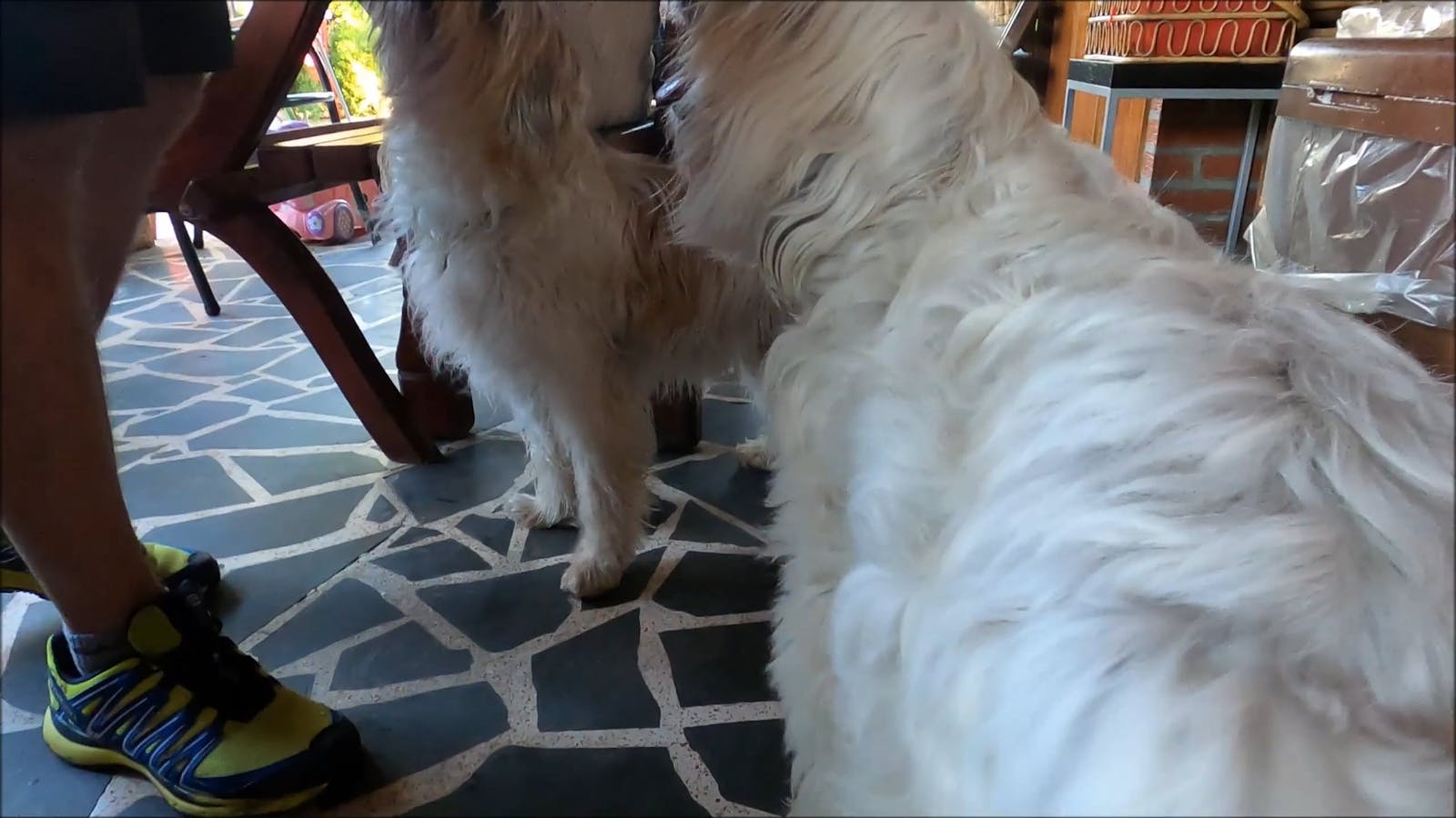 Dogs Eating Food Videos, Download The BEST Free 4k Stock Video Footage ...