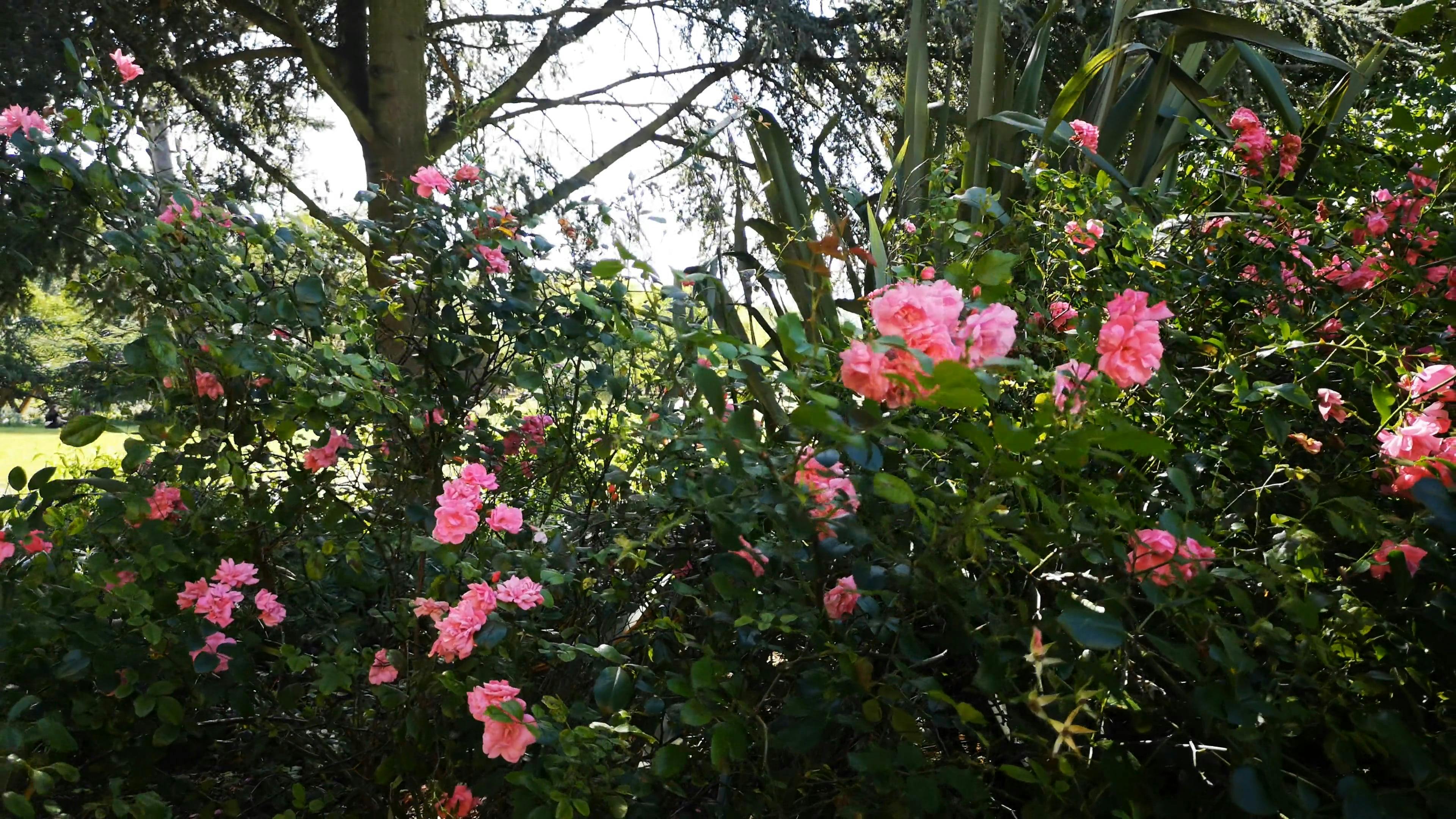 Flowers Videos Videos, Download The BEST Free 4k Stock Video Footage ...