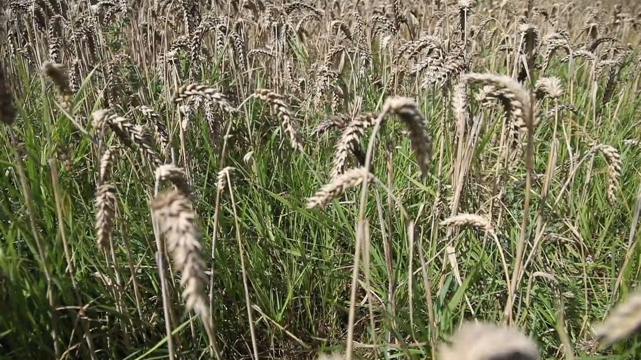 Windswept Gold Colored Clouds Videos, Download Free 4k Stock Video ...