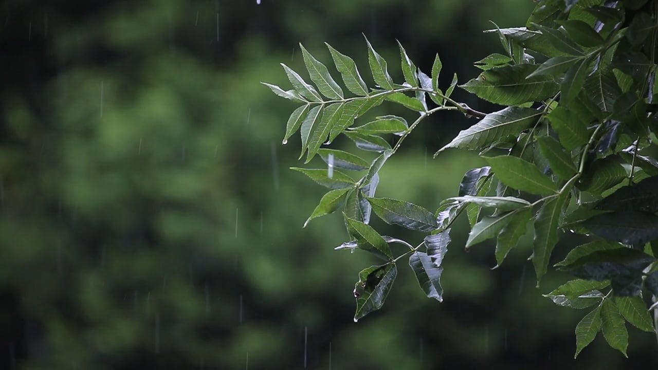 Raining Forest Background Videos, Download The BEST Free 4k Stock Video ...