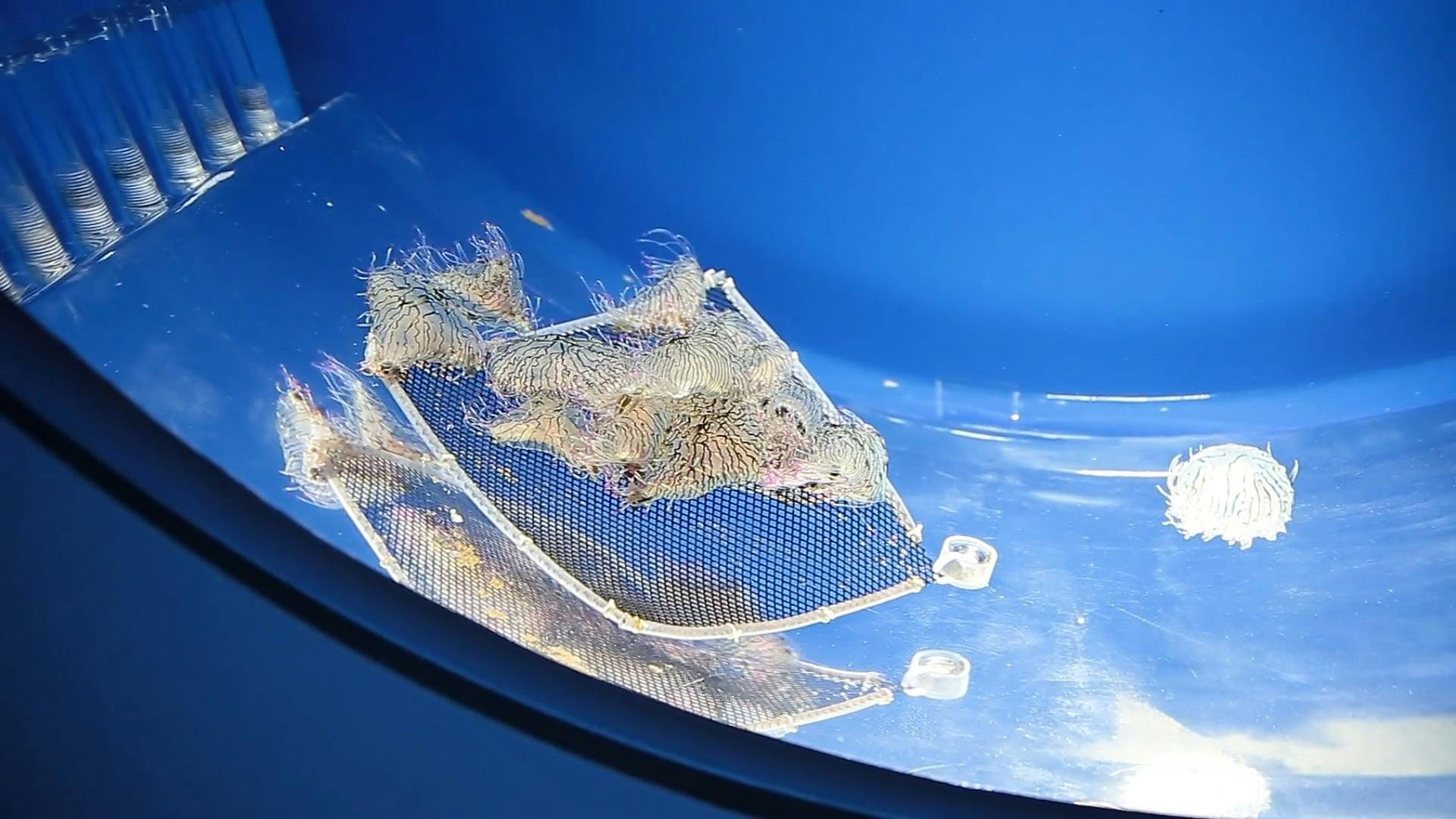 Fish Gain Videos, Download The BEST Free 4k Stock Video Footage & Fish ...