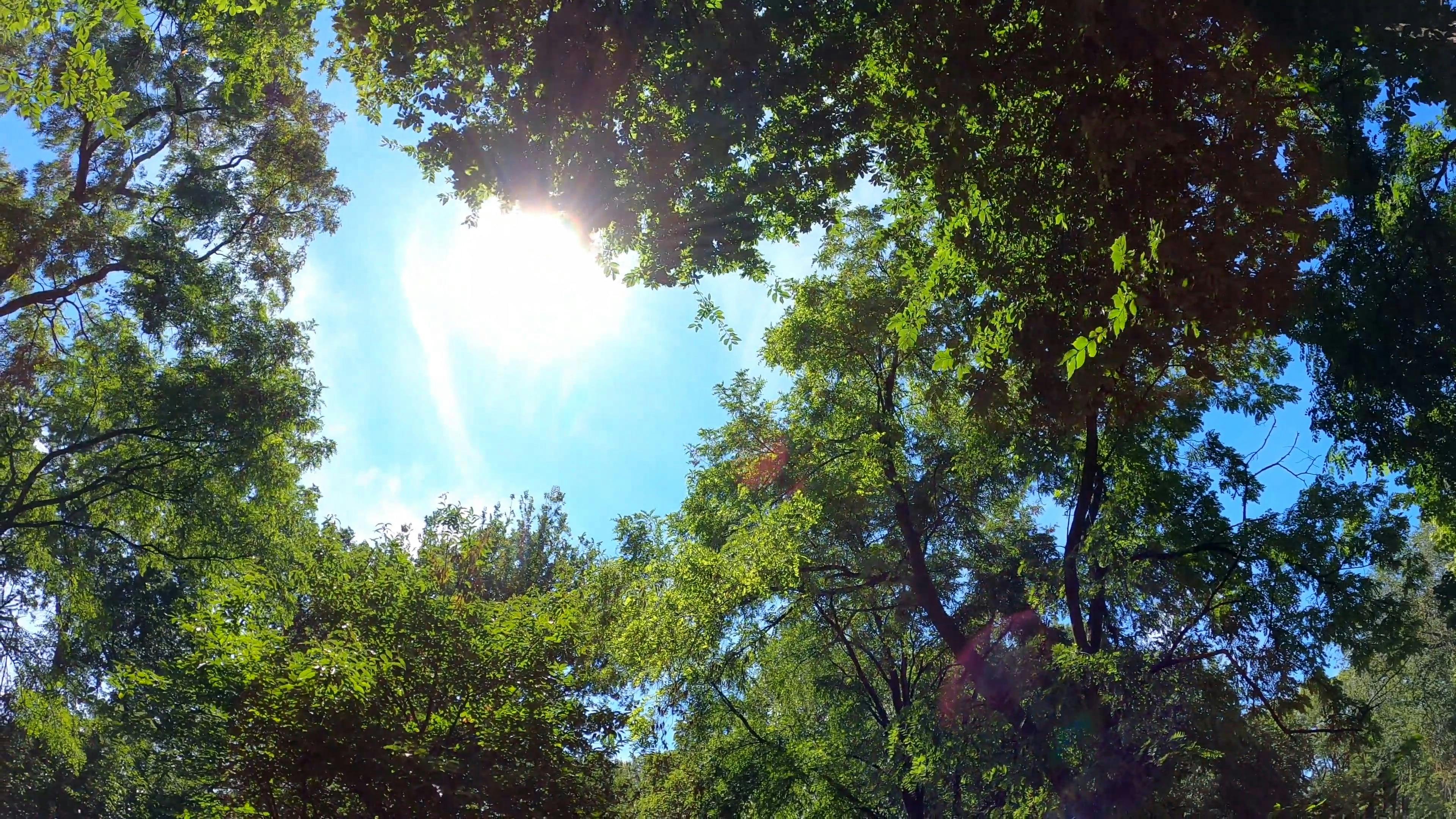 Low Angle View of Trees Under the Sunlight Free Stock Video Footage ...