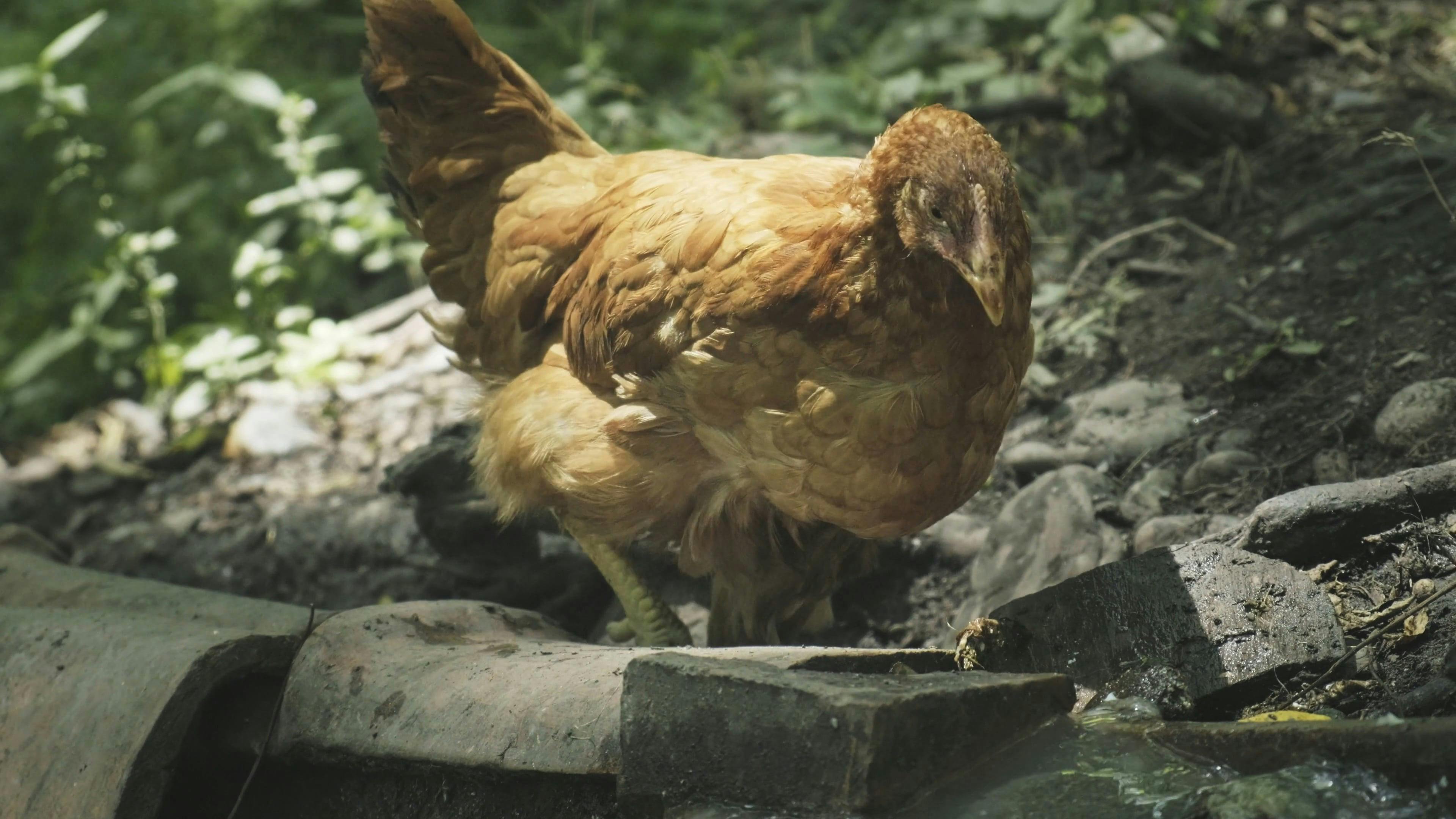 Brown Chicken Hunting for Its Food Free Stock Video Footage, Royalty ...