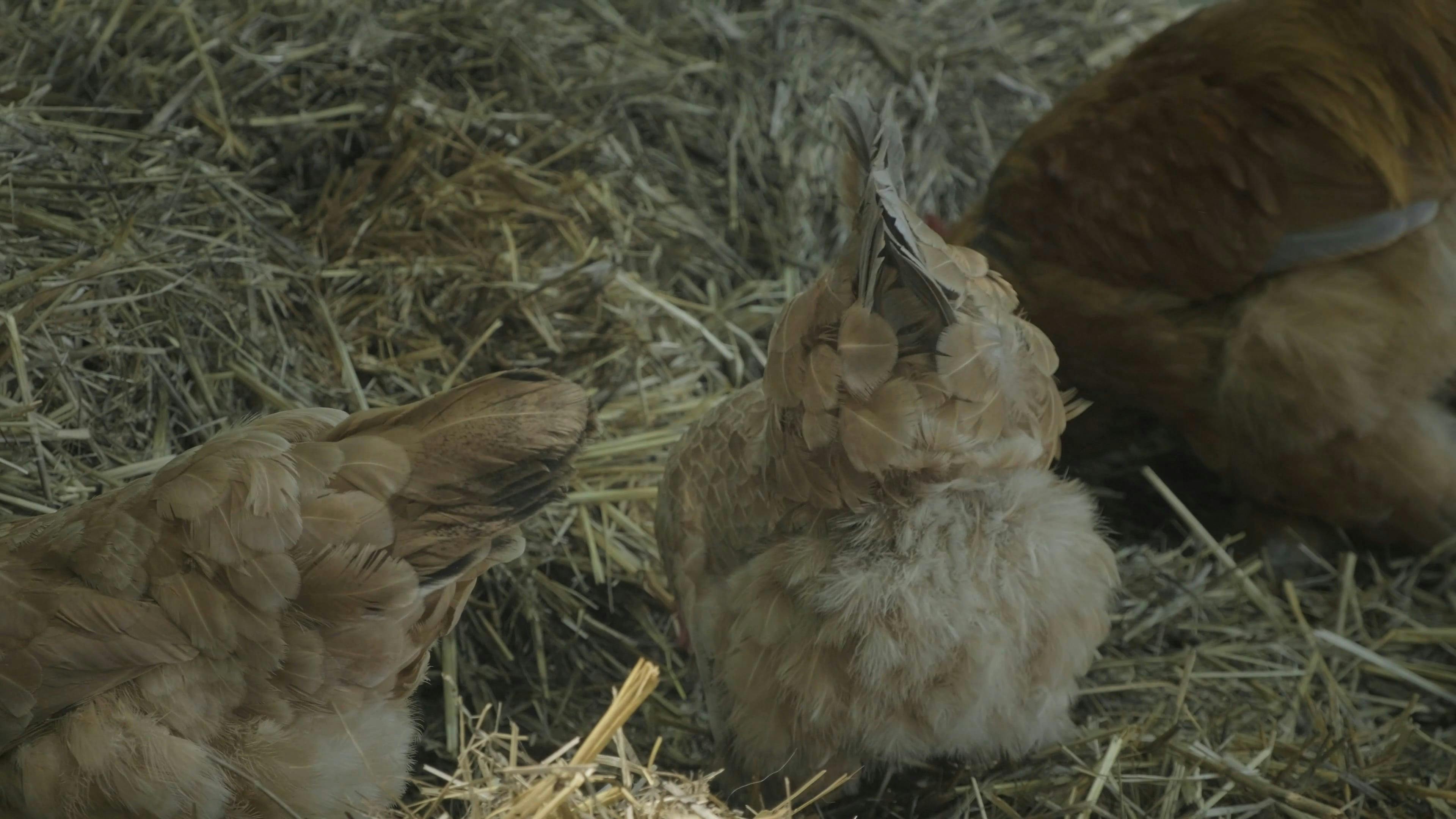 Brown Chickens Hunting for Their Food Free Stock Video Footage, Royalty ...