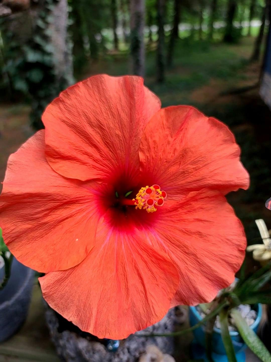 Close-up Footage Of A Red Gumamela Flower In Full Bloom · Free Stock Video