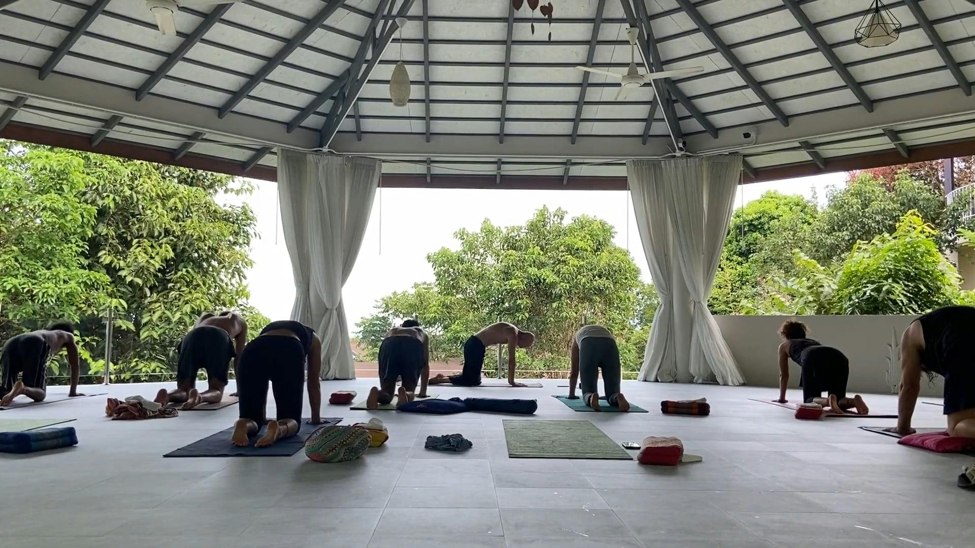 Cat Cow Videos, Download The BEST Free 4k Stock Video Footage & Cat Cow ...