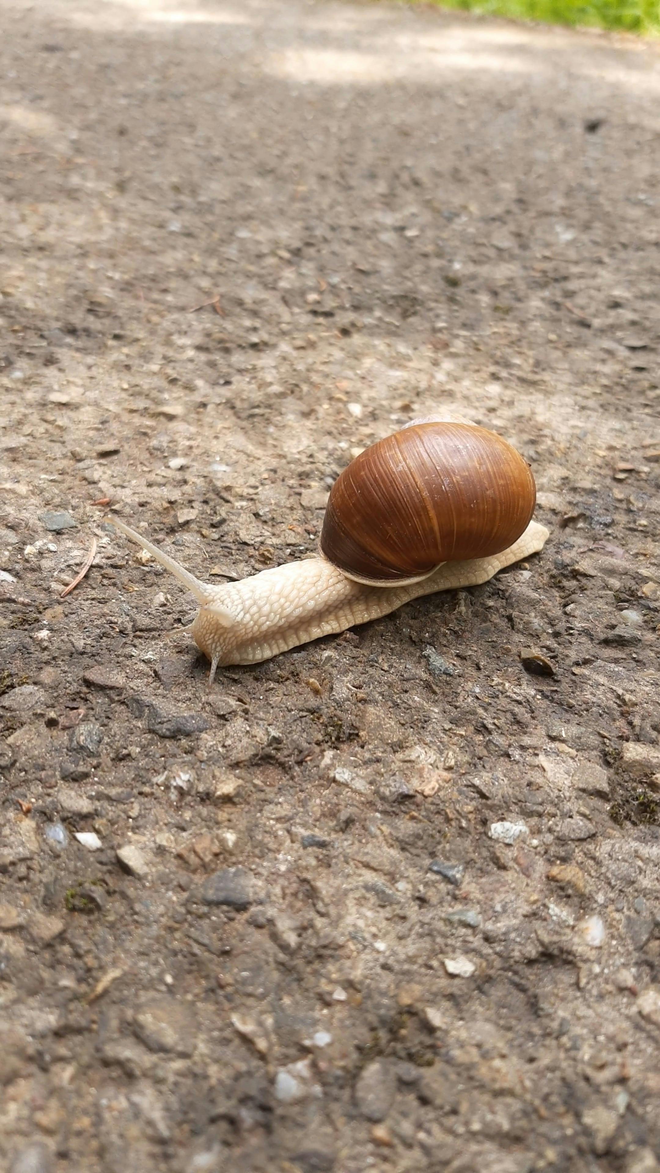 Snail Slowly Crawling on the Ground · Free Stock Video