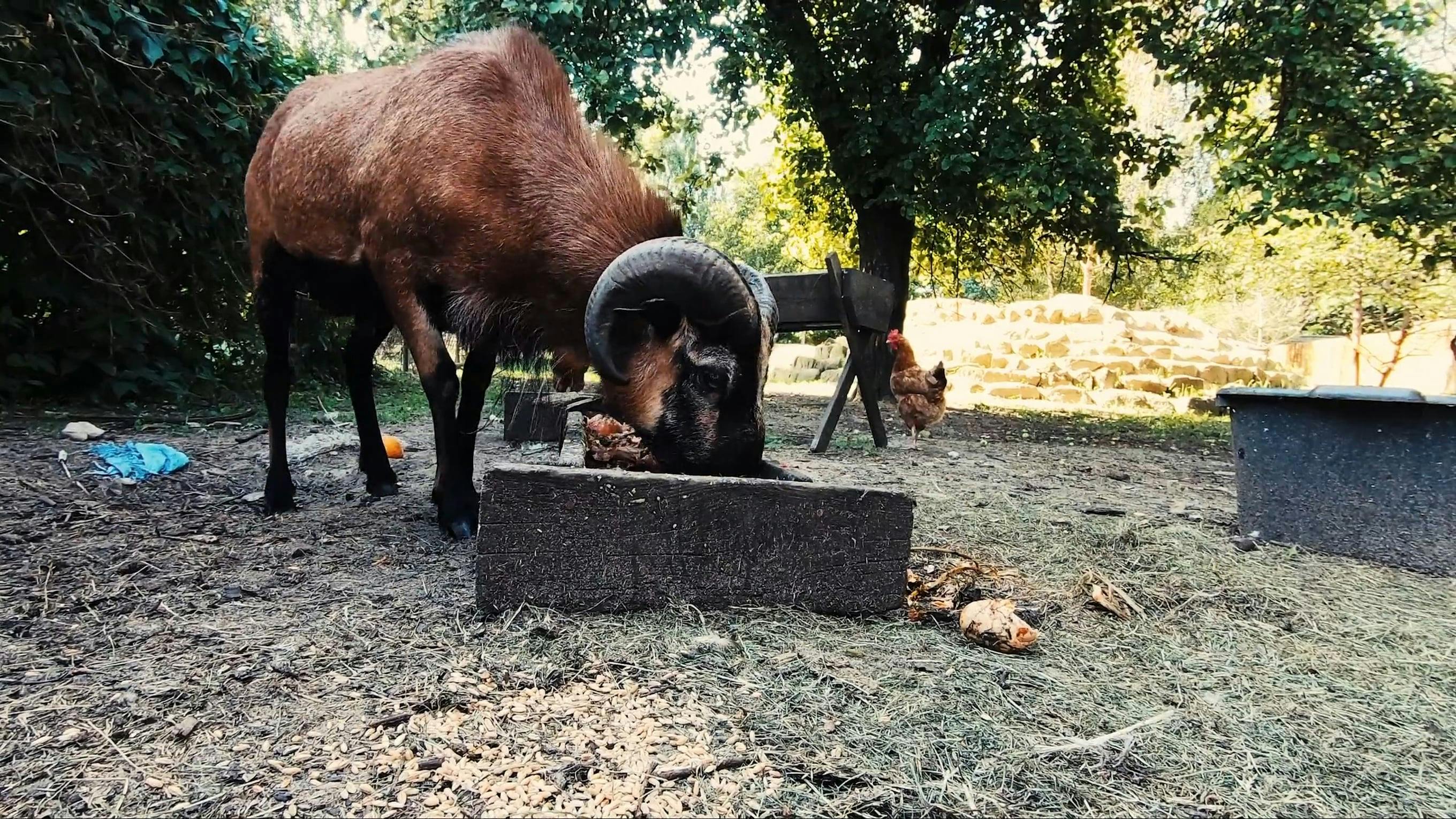 Barnyard Scene Videos, Download The BEST Free 4k Stock Video Footage ...